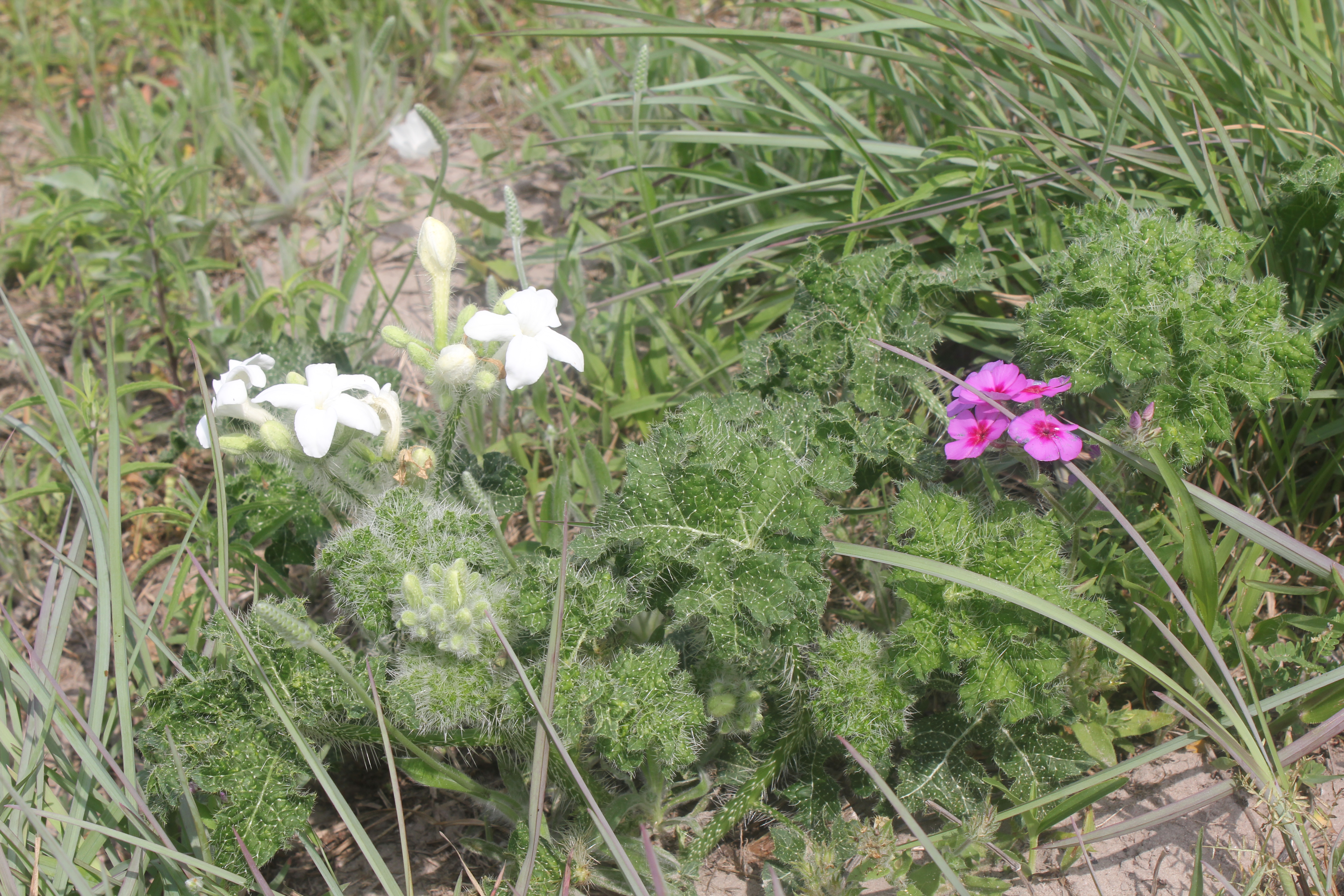 Bull Nettle – stxflora