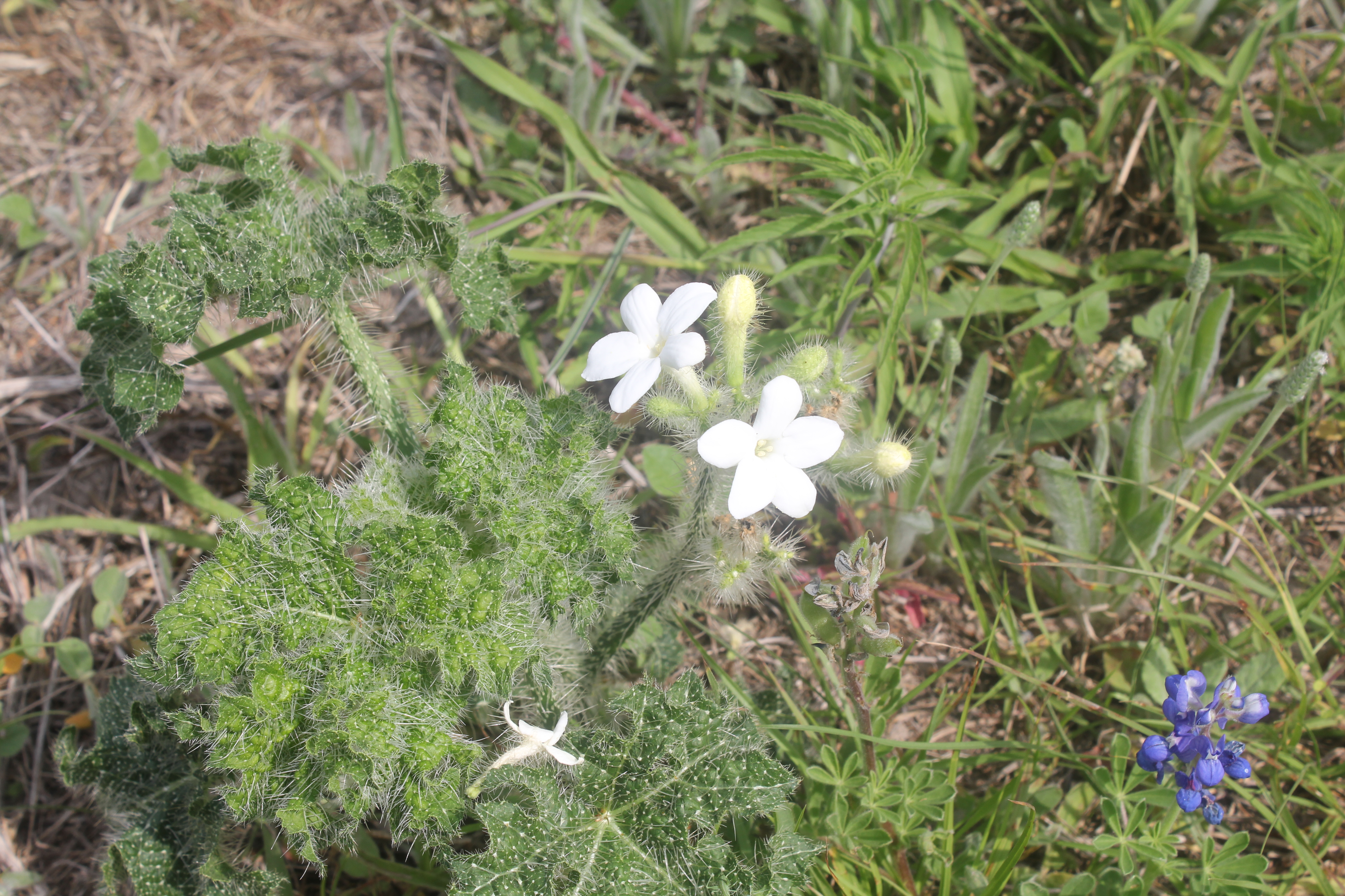 Bull Nettle – stxflora