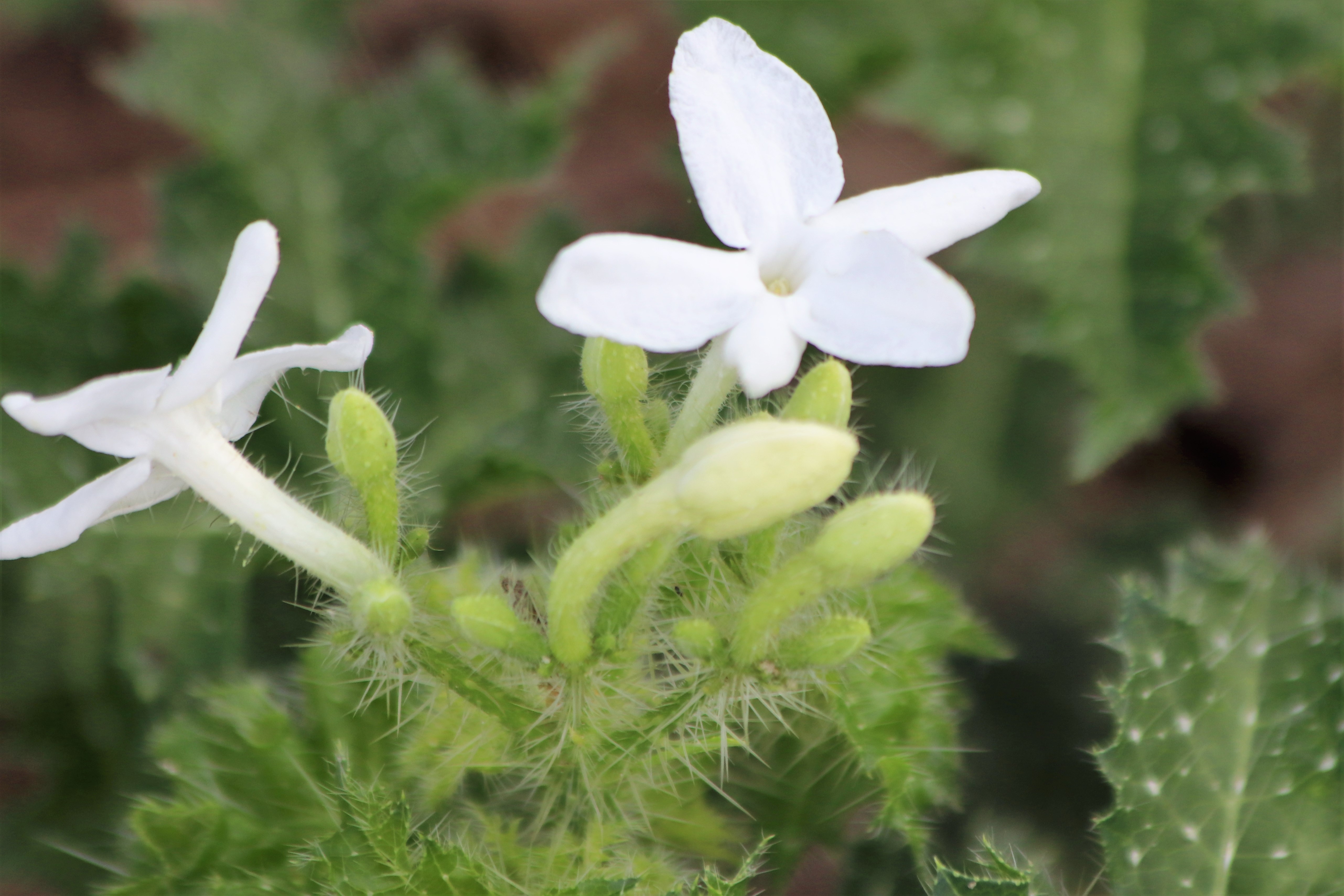 Bull Nettle – stxflora