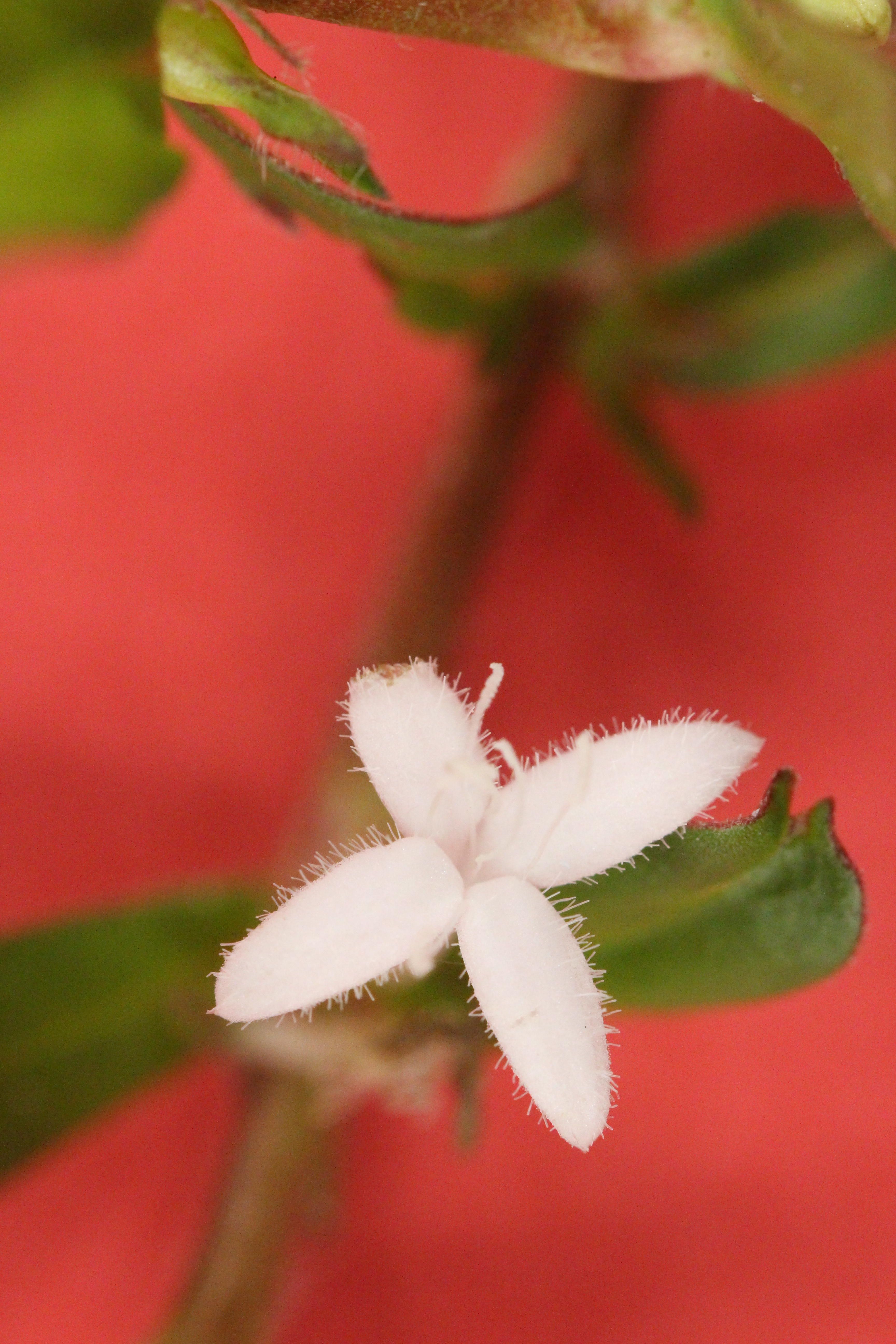 Buttonweed – stxflora