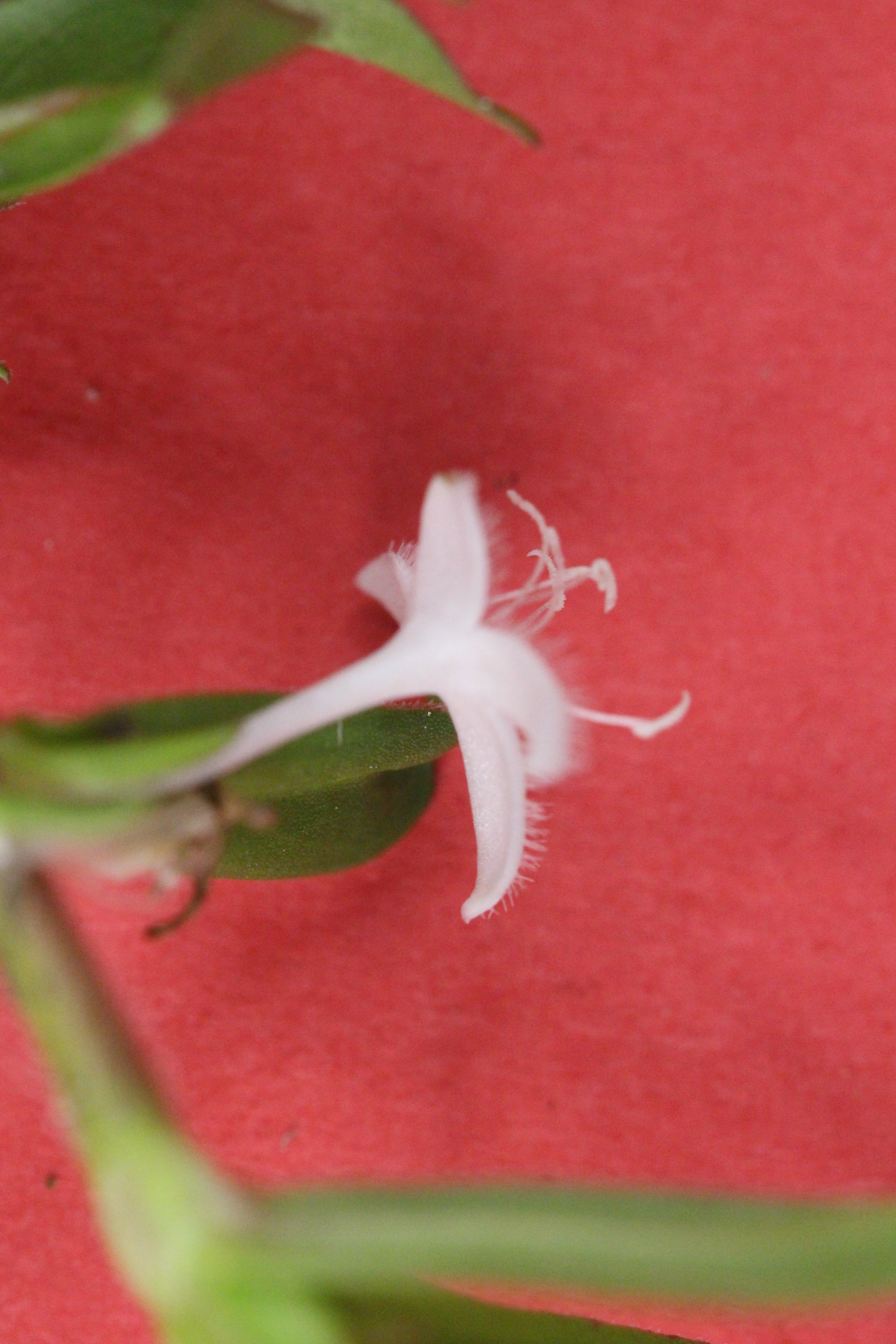 Buttonweed – stxflora