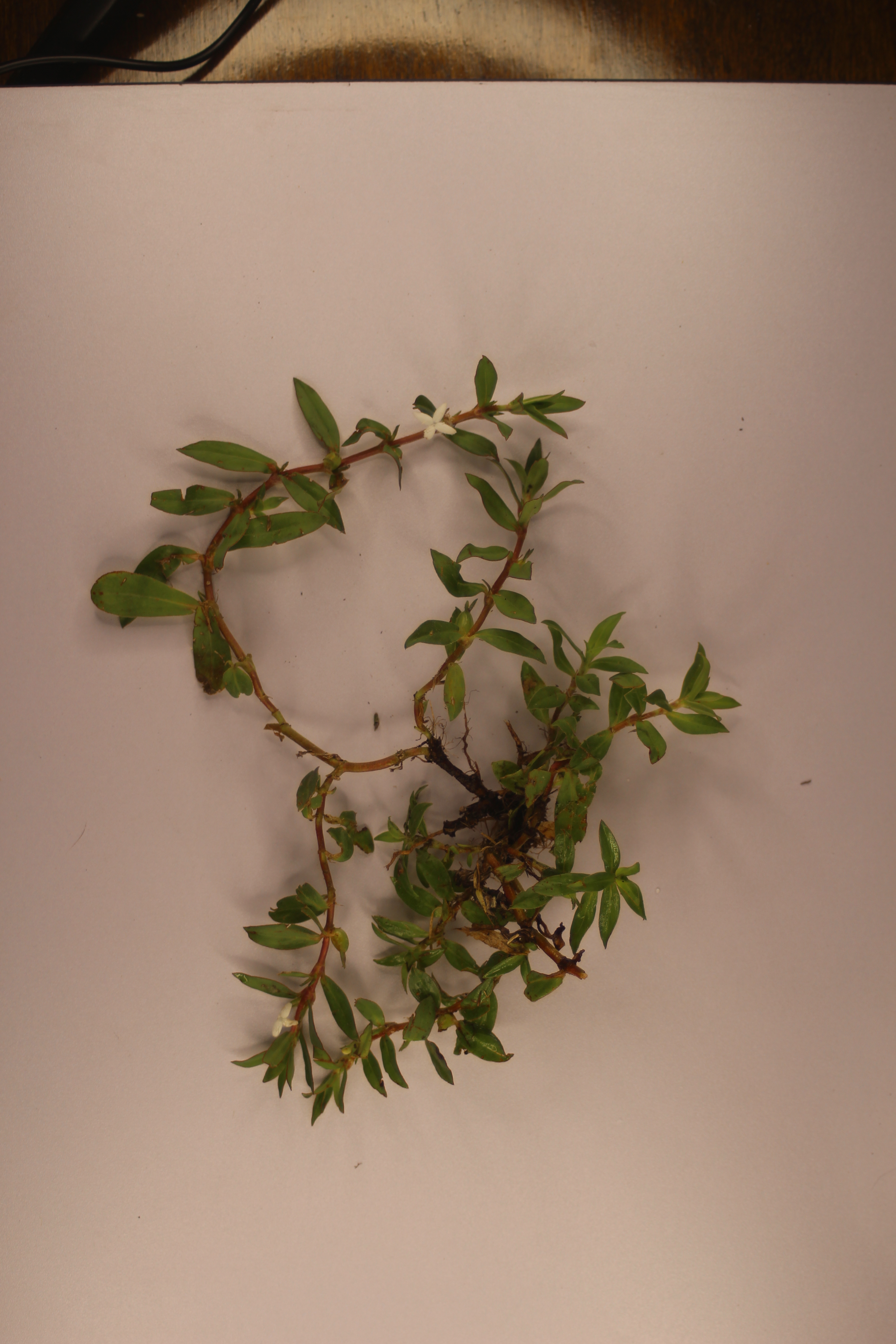 Virginia Buttonweed – stxflora