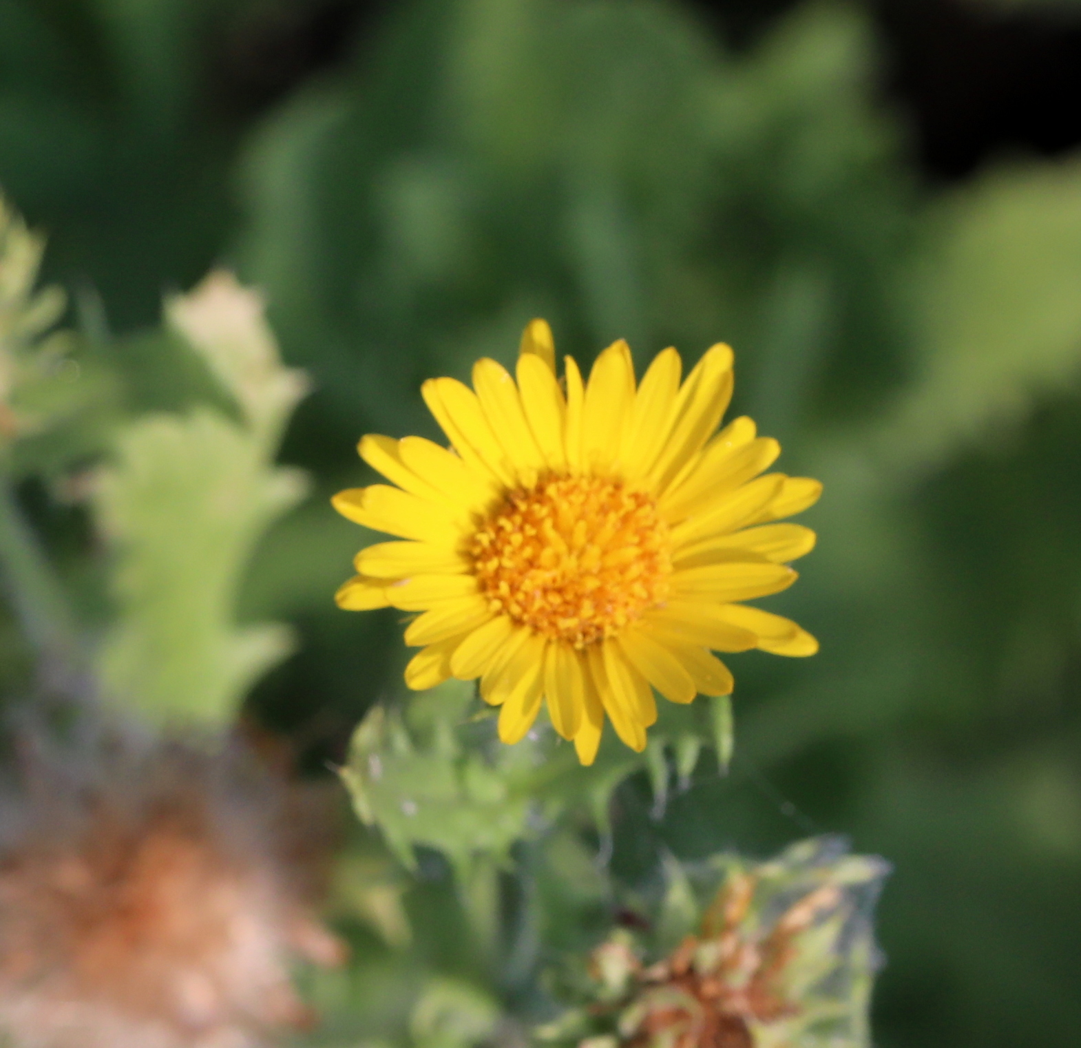Camphor Daisy – stxflora