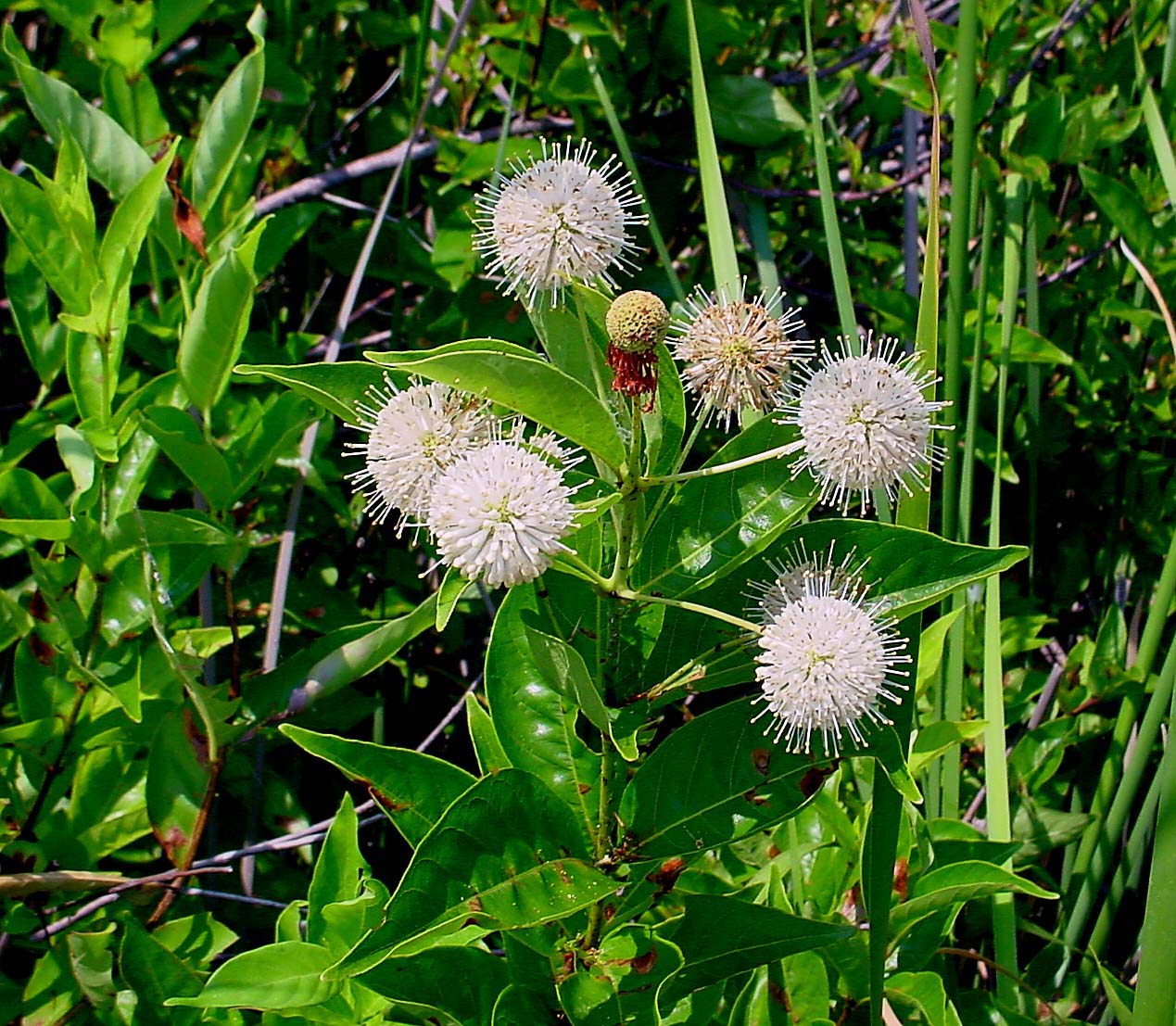 Buttonbush; Common Buttonbush – stxflora