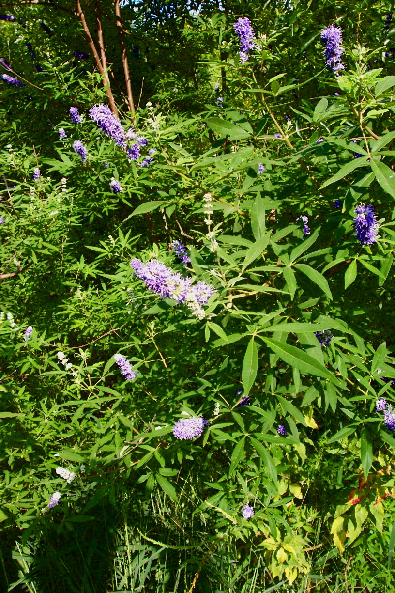 Vitex; Chastetree – stxflora