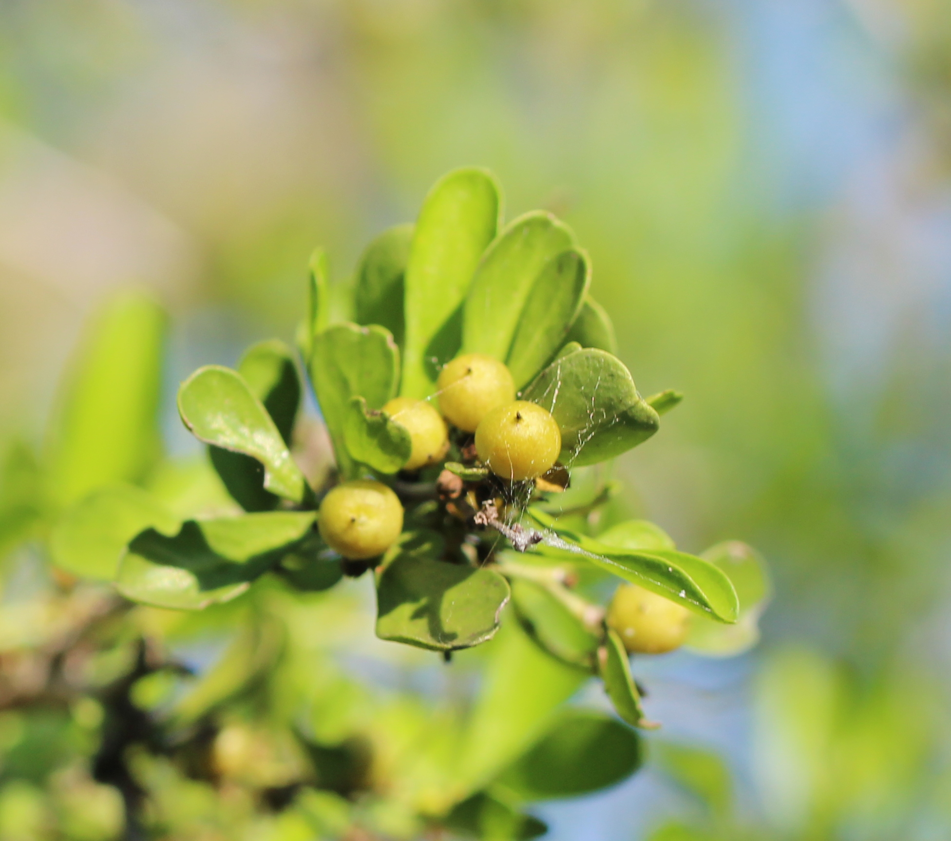 Coma; La Coma; Saffron-plum; Antwood – stxflora