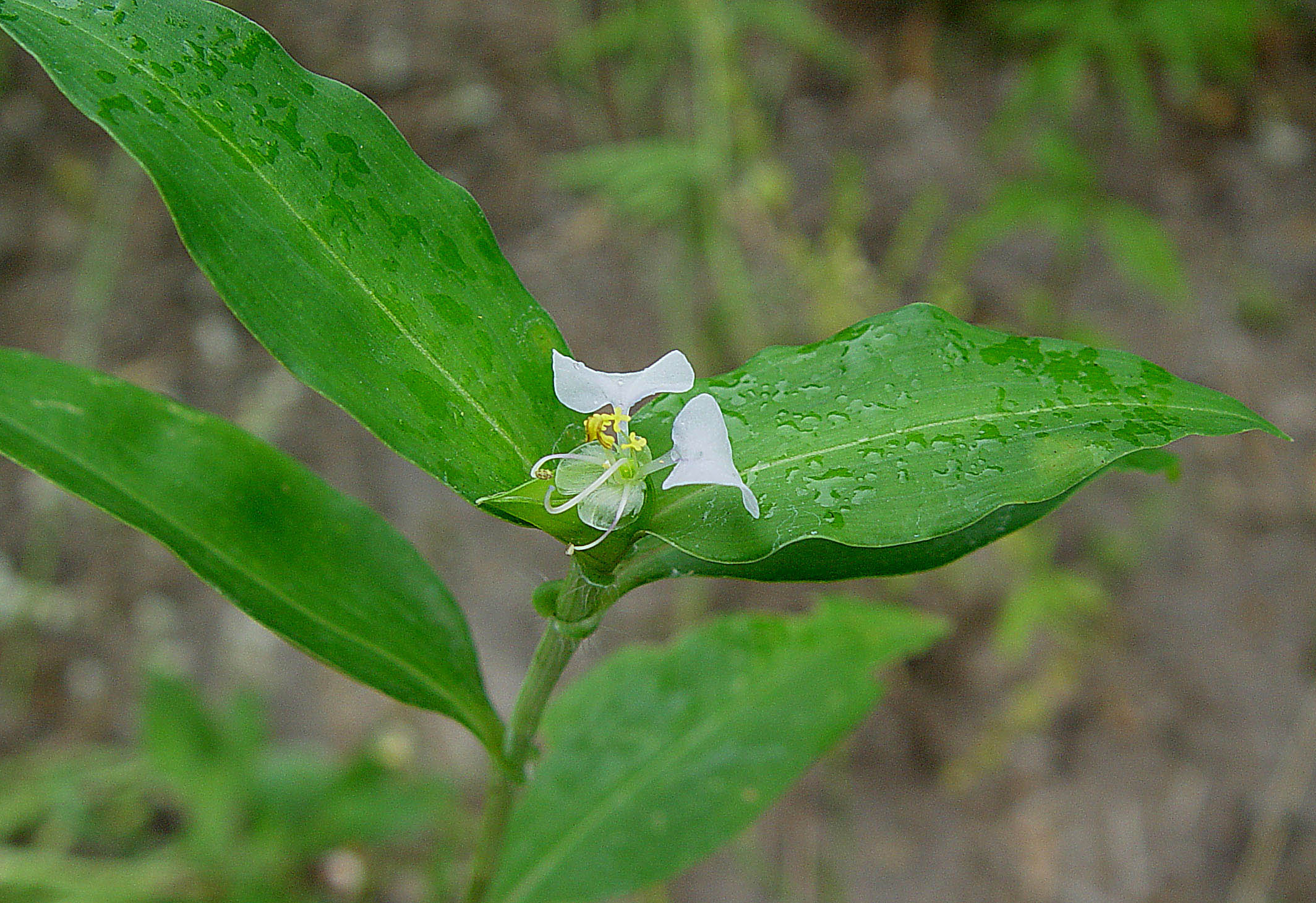 Widow’s Tears, Hierba del Pollo – stxflora