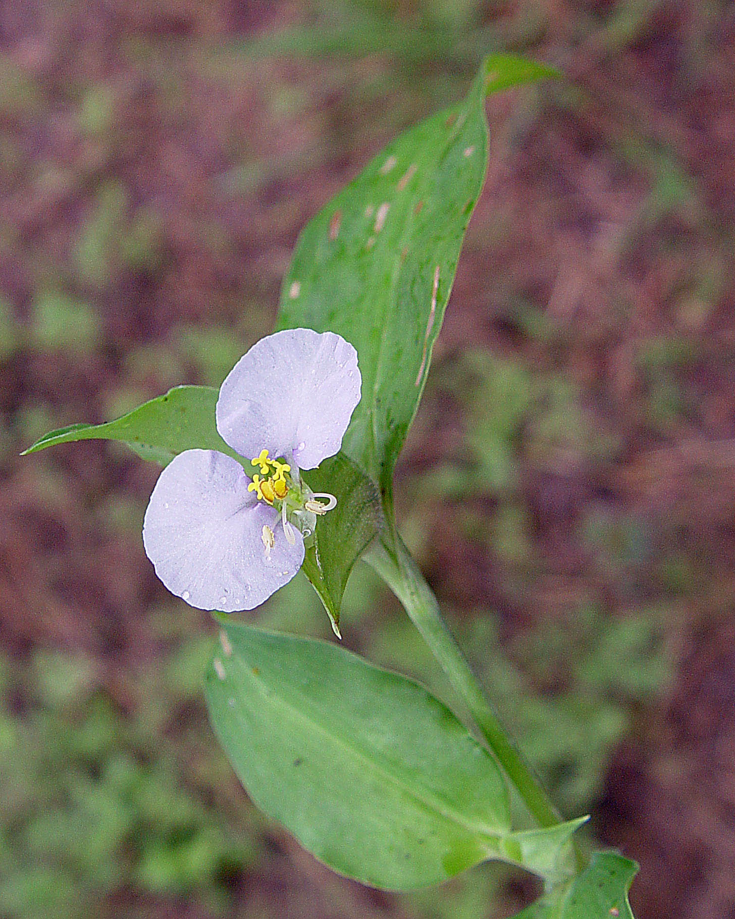 Widow’s Tears, Hierba del Pollo – stxflora