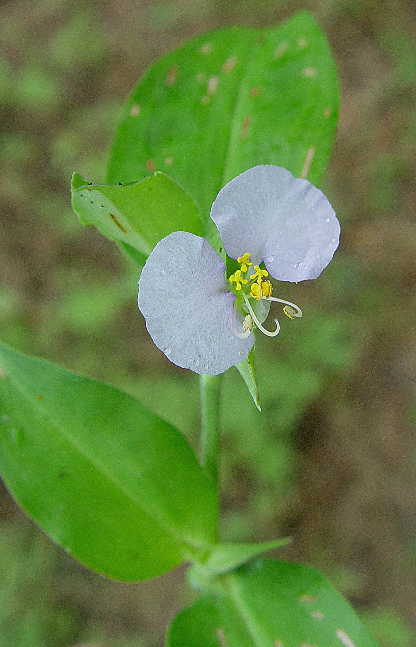 Widow’s Tears, Hierba del Pollo – stxflora