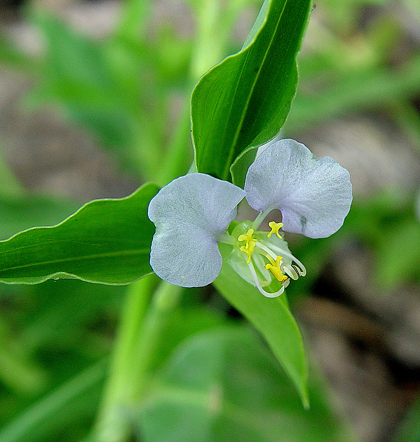 Widow’s Tears, Hierba del Pollo – stxflora