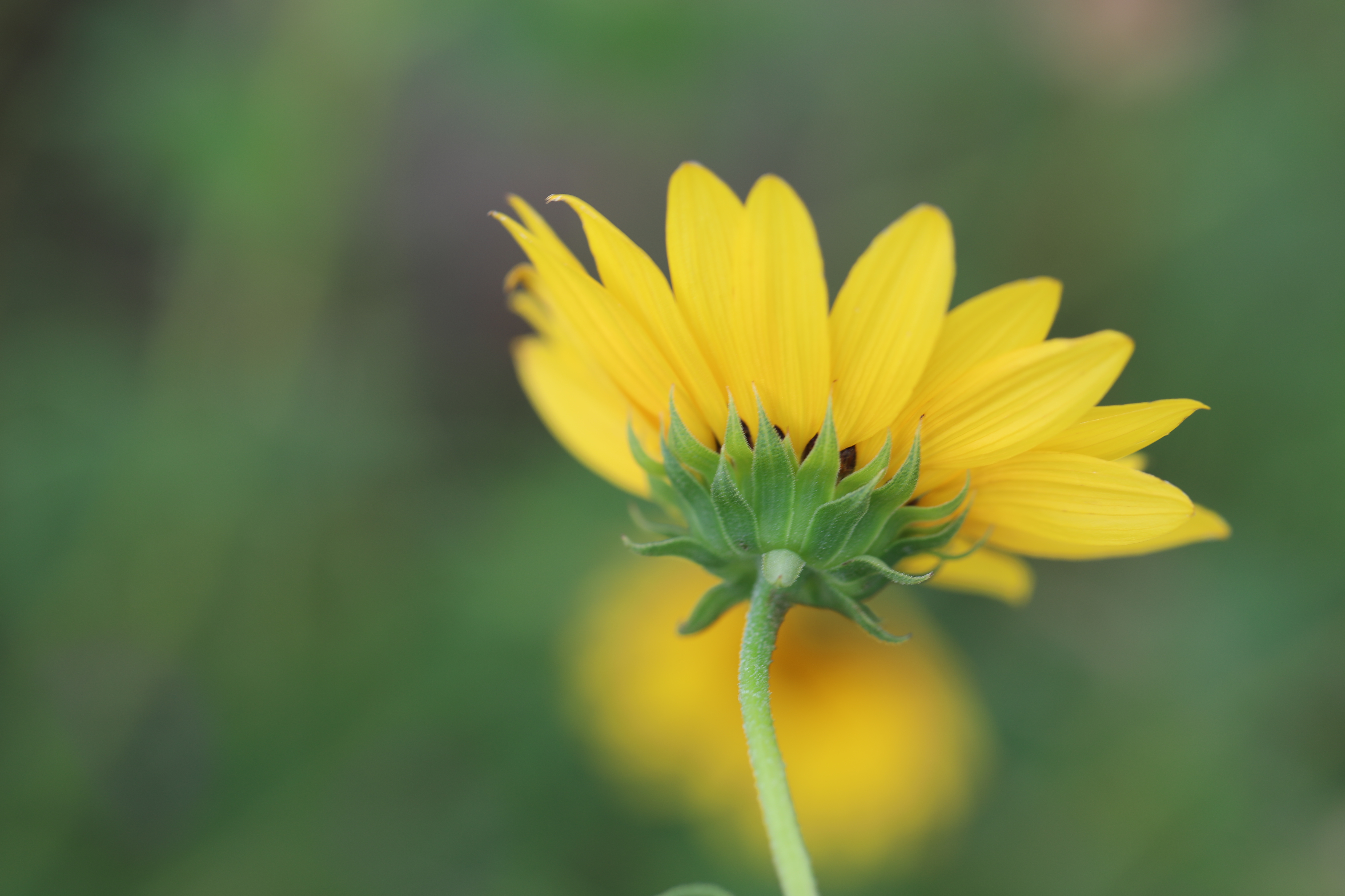 Sunflower, Mirasol – stxflora