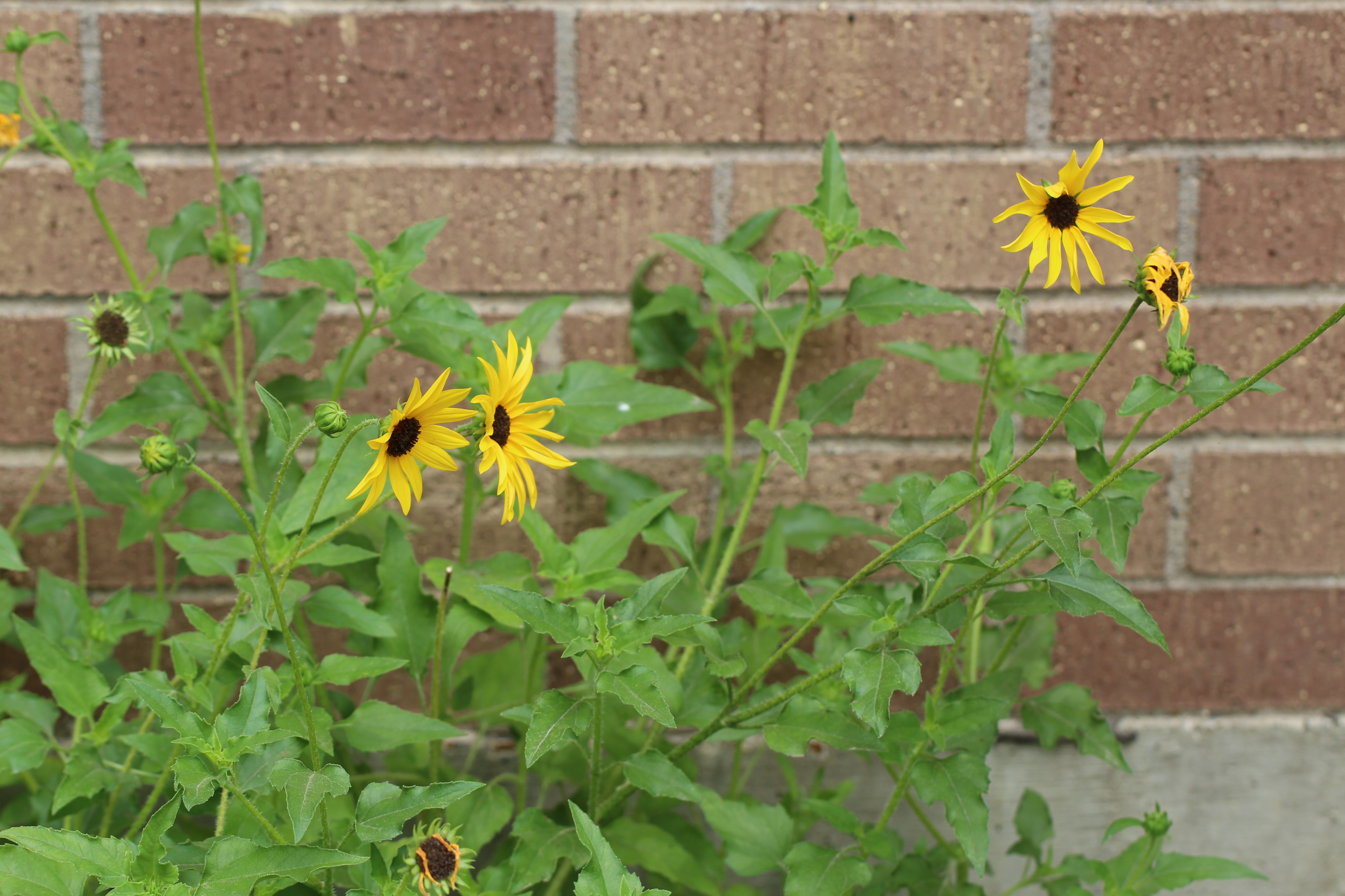 Sunflower; Runyon’s Premature Sunflower – stxflora