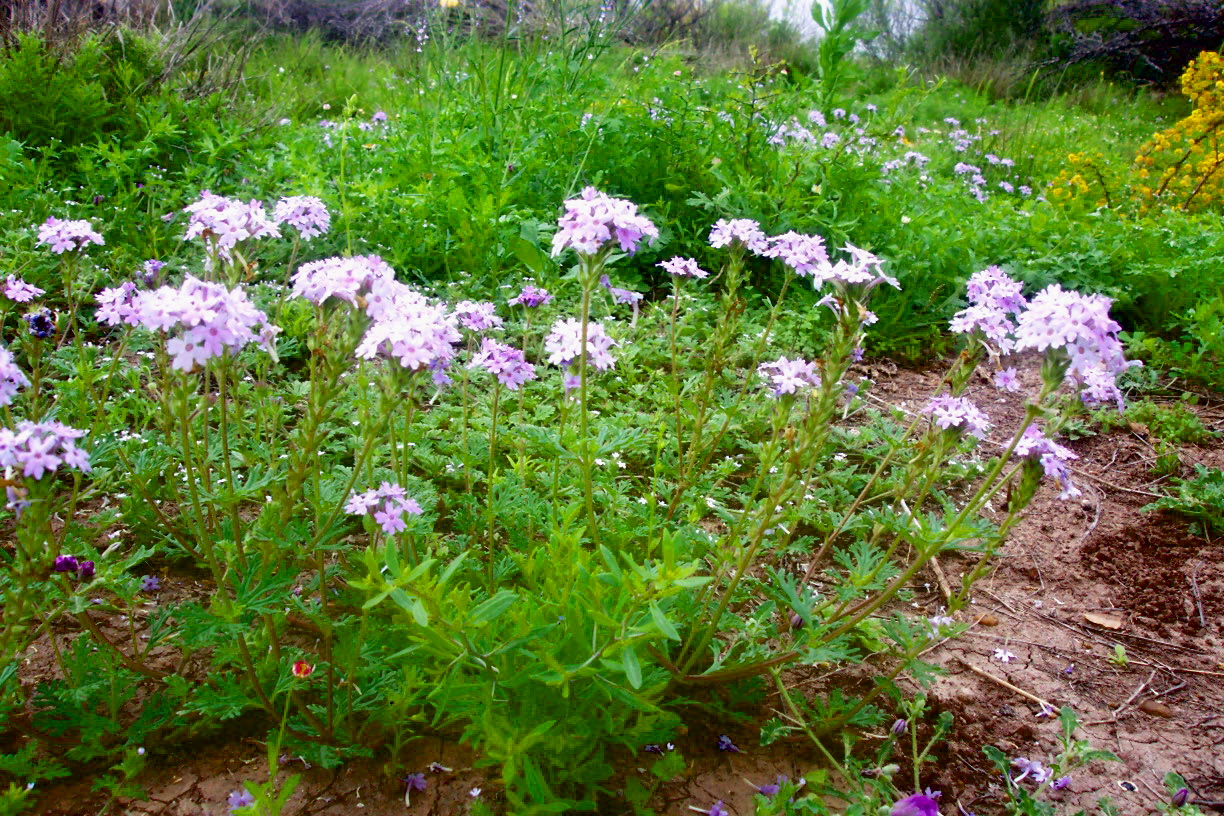 Prairie Verbena, Moradilla, Dakota Vervain – stxflora