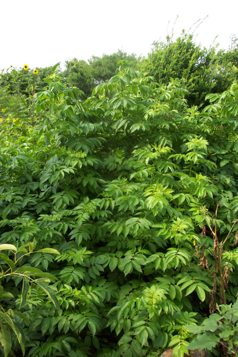 Elderberry – stxflora