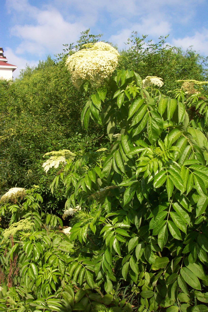 Elderberry – stxflora