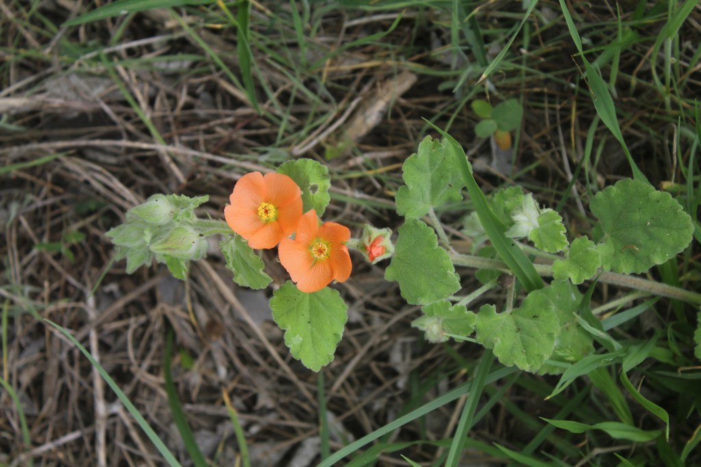 South Texas Globe Mallow – stxflora