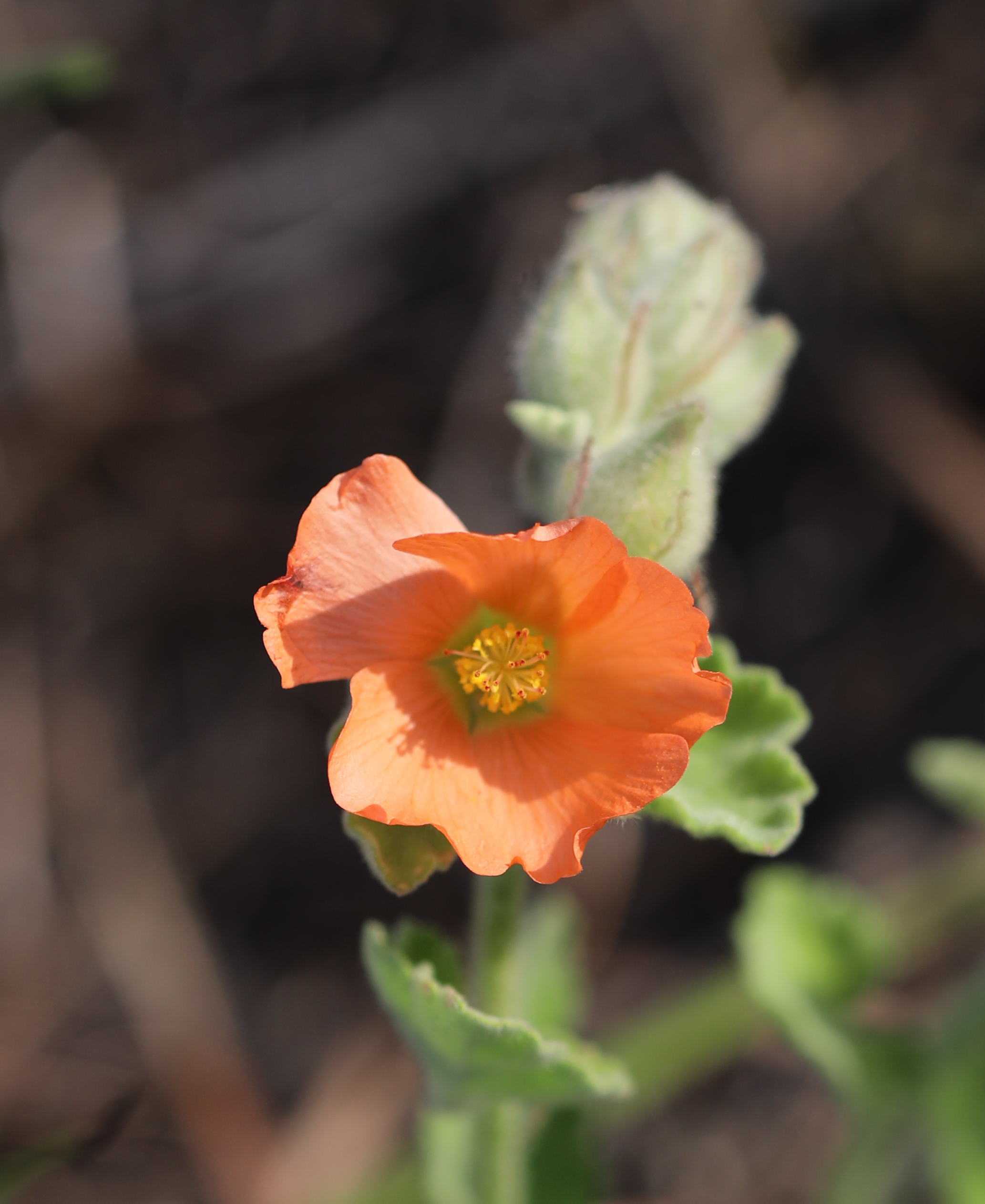 South Texas Globe Mallow – stxflora