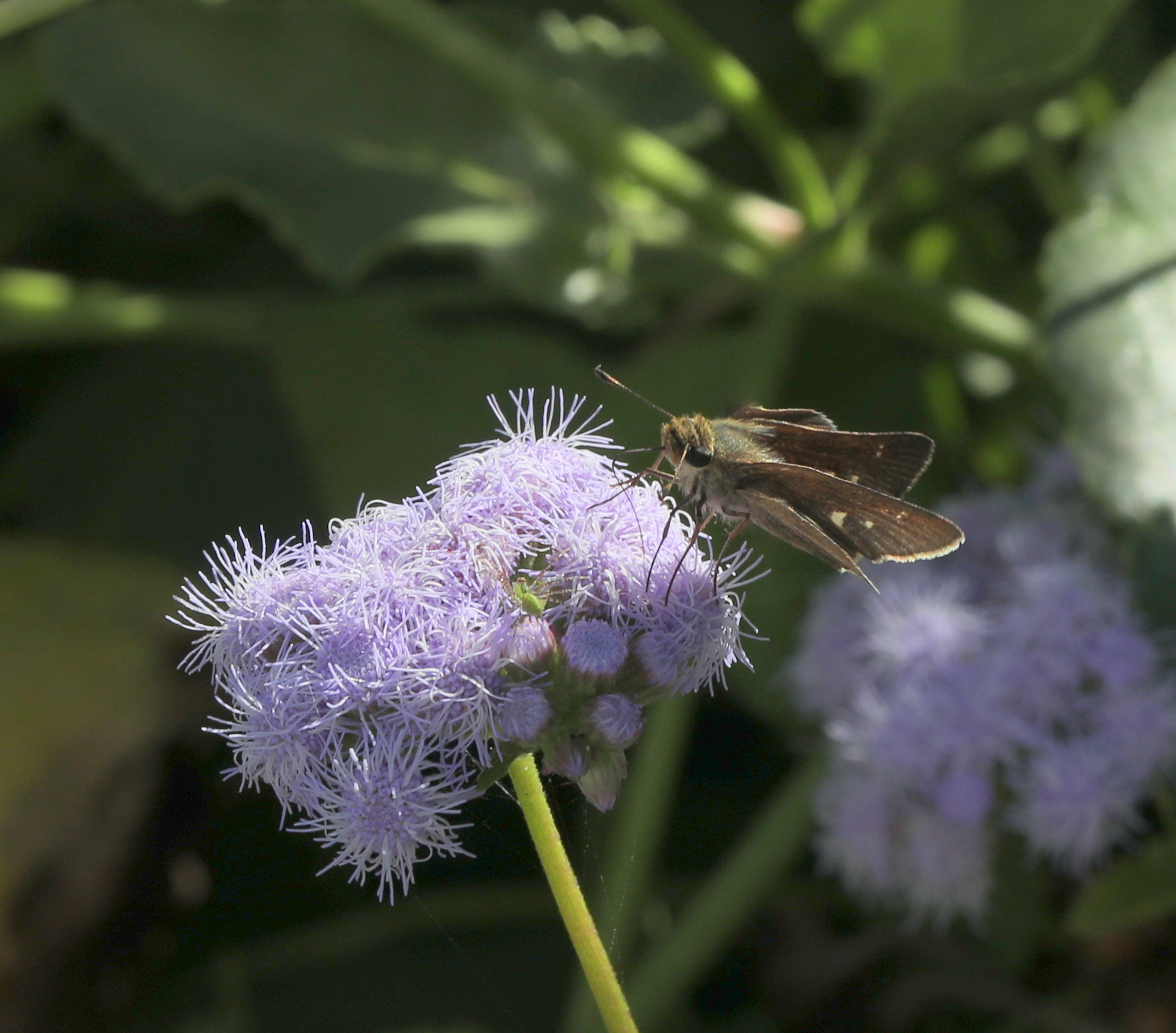 Padre Island Mistflower; Betony Leaf Mistflower – stxflora