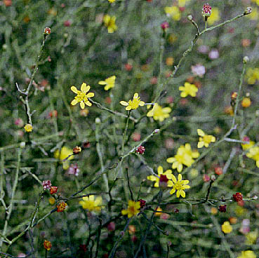 Broomweed – stxflora