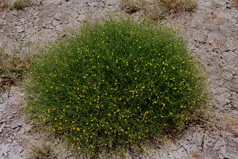 Broomweed – stxflora