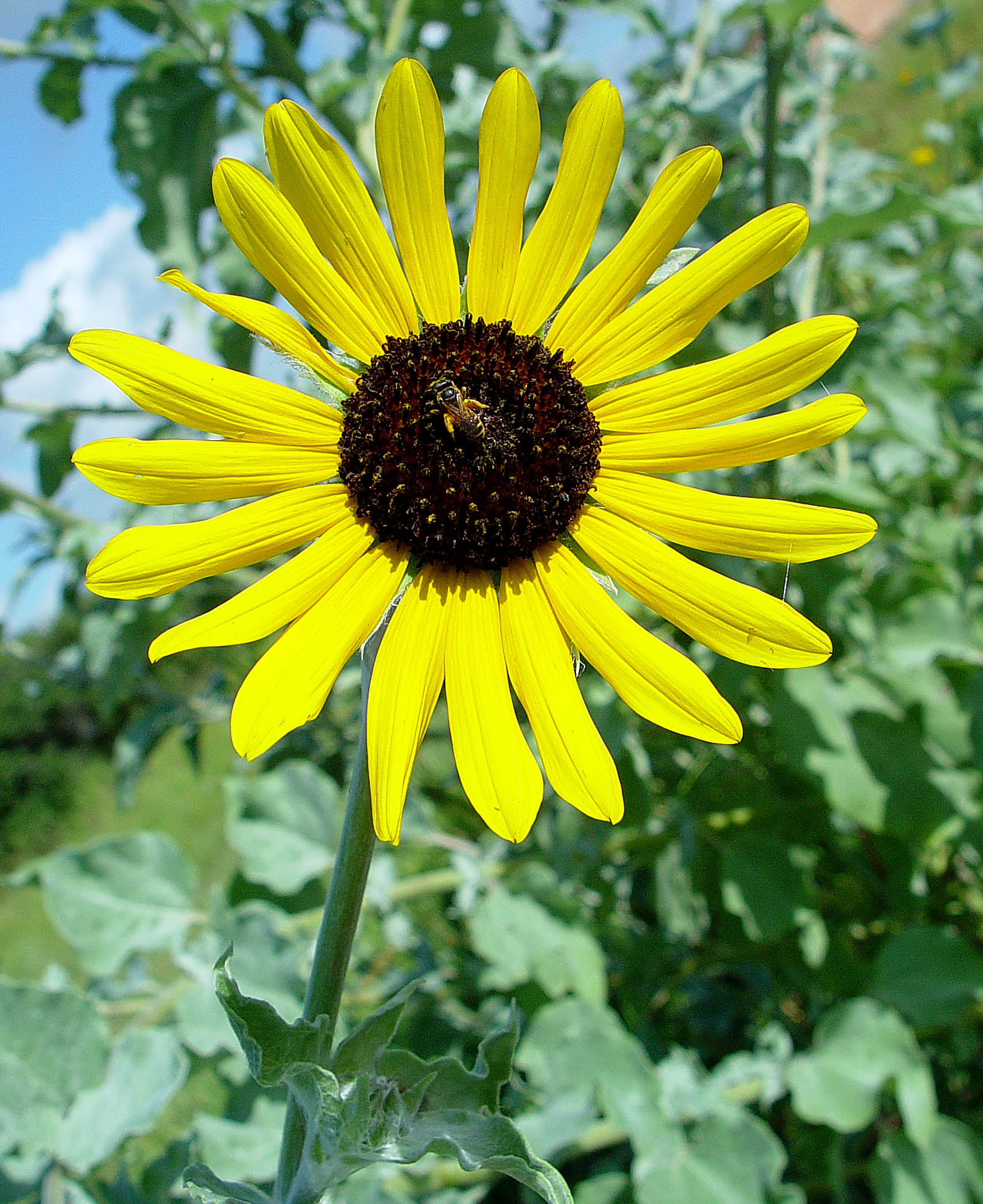 Silverleaf Sunflower – stxflora