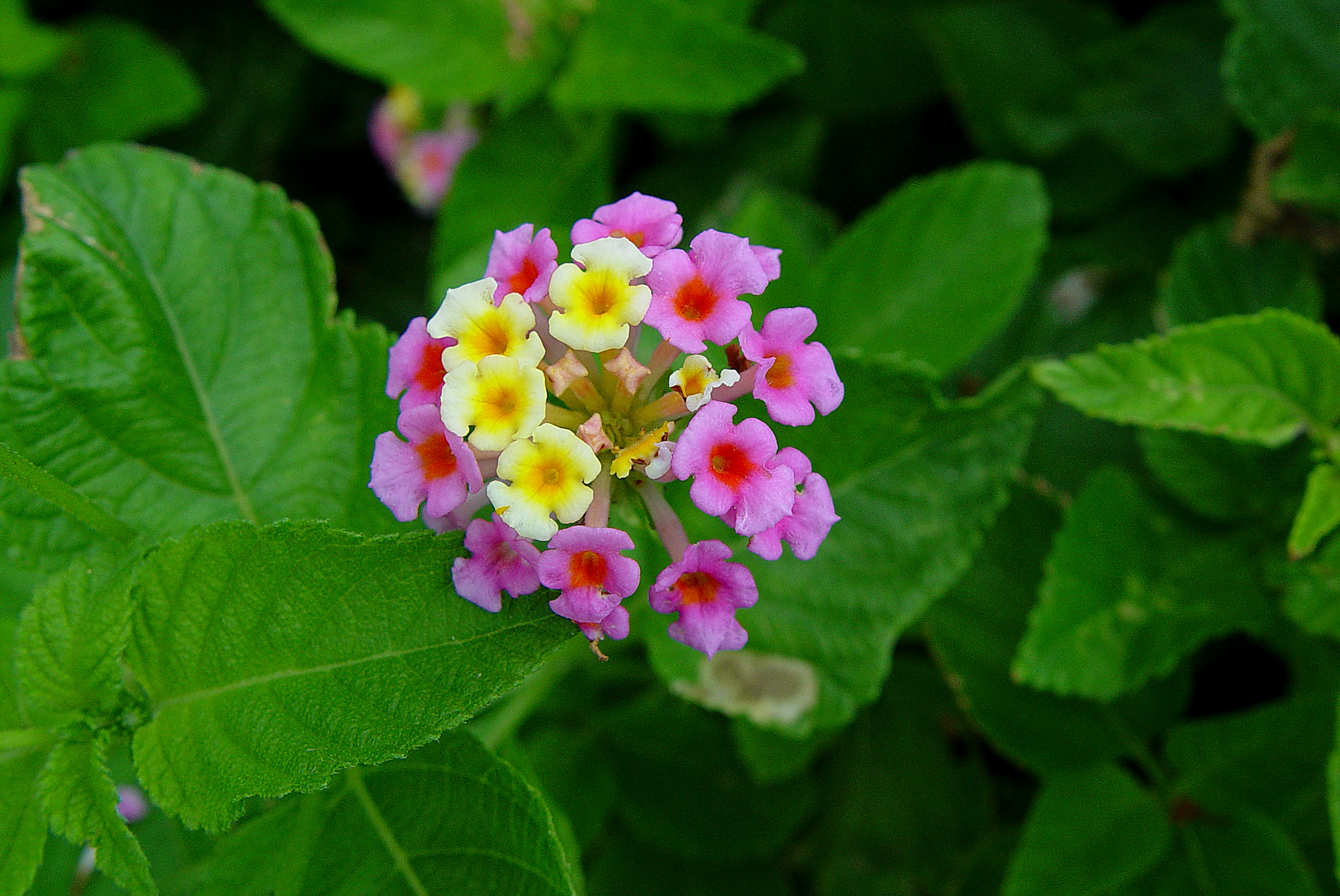 Texas Lantana, Calico Bush, Hierba de Cristo, Bunchberry – stxflora