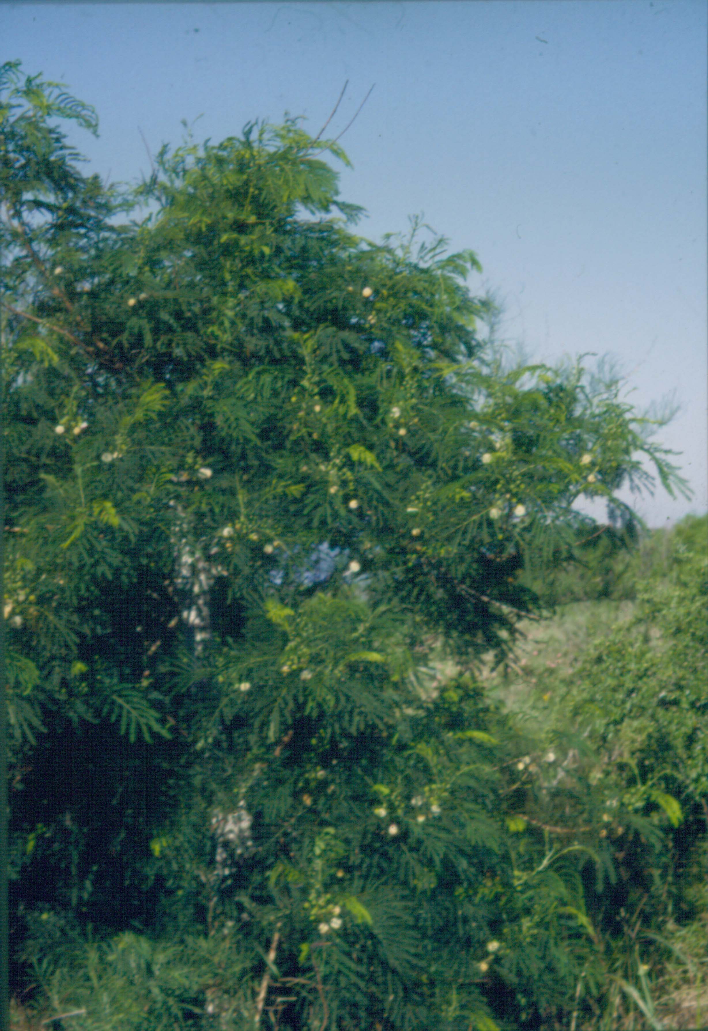 White Lead Tree, Popinac – stxflora