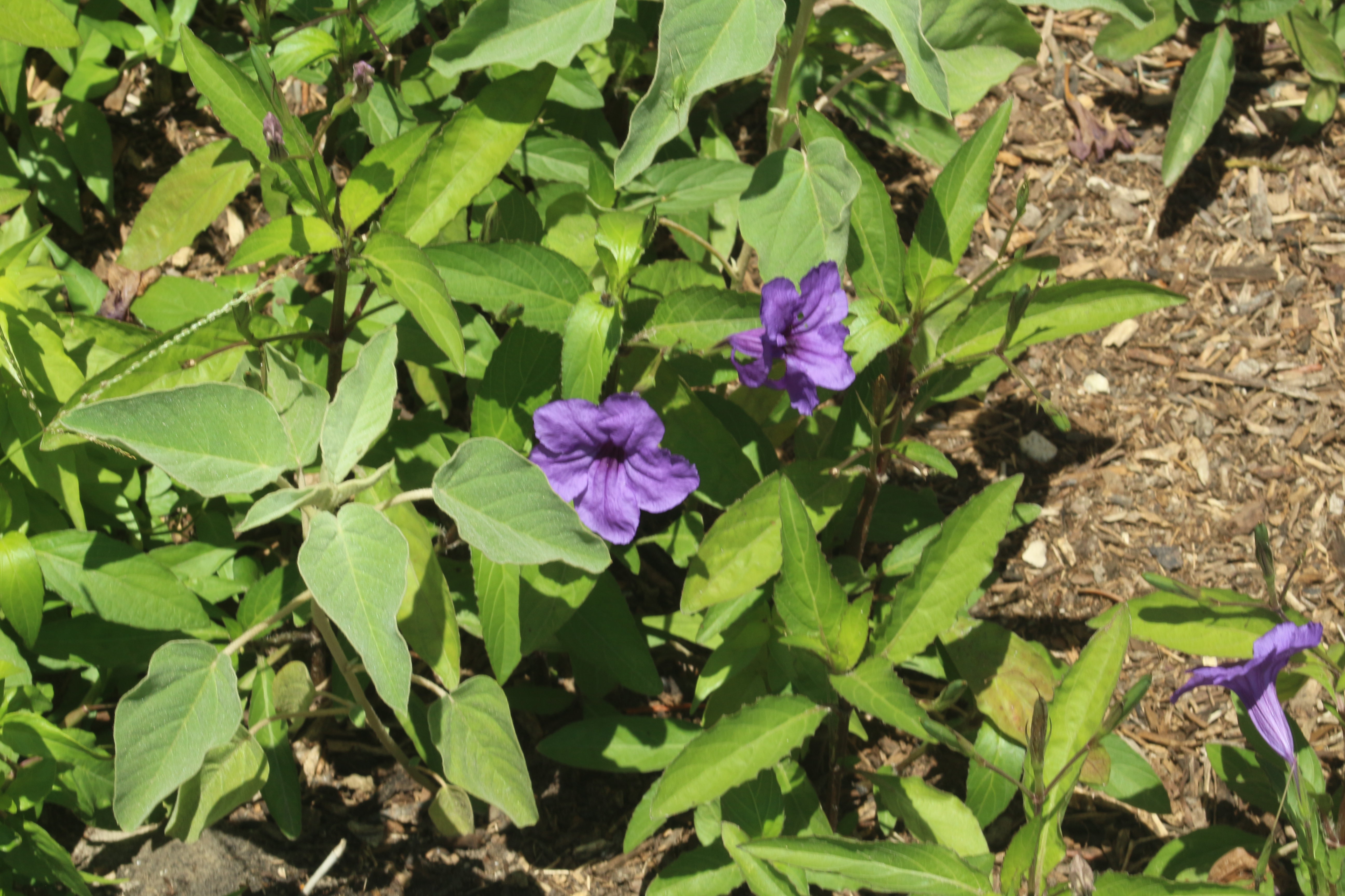 Petunia – stxflora