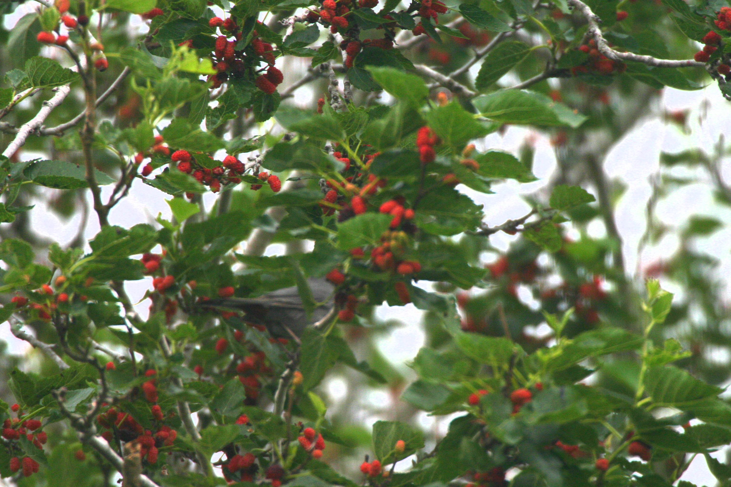 Red Mulberry; Moral – stxflora