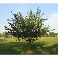 Red Mulberry; Moral – stxflora