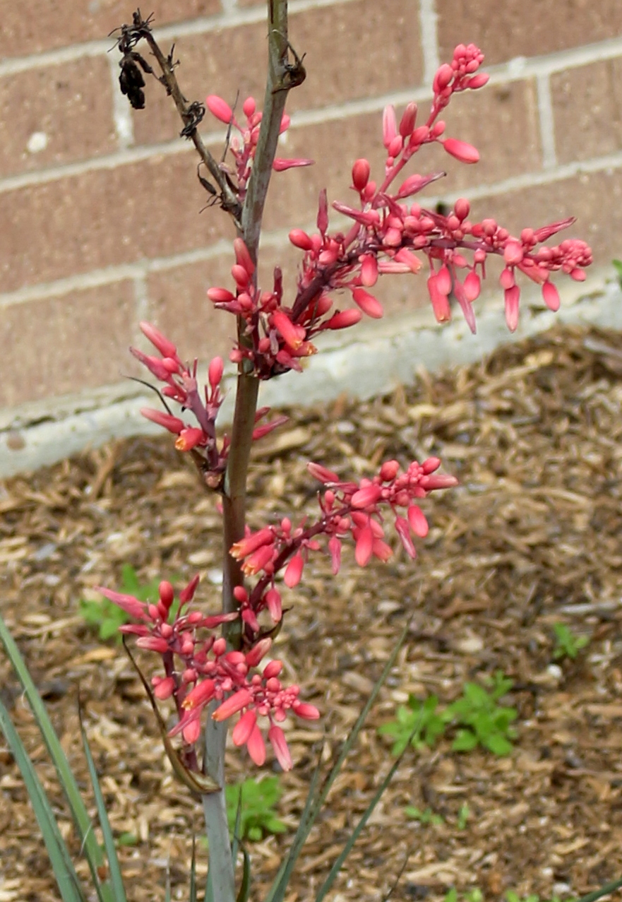 Red Yucca, Texas – stxflora