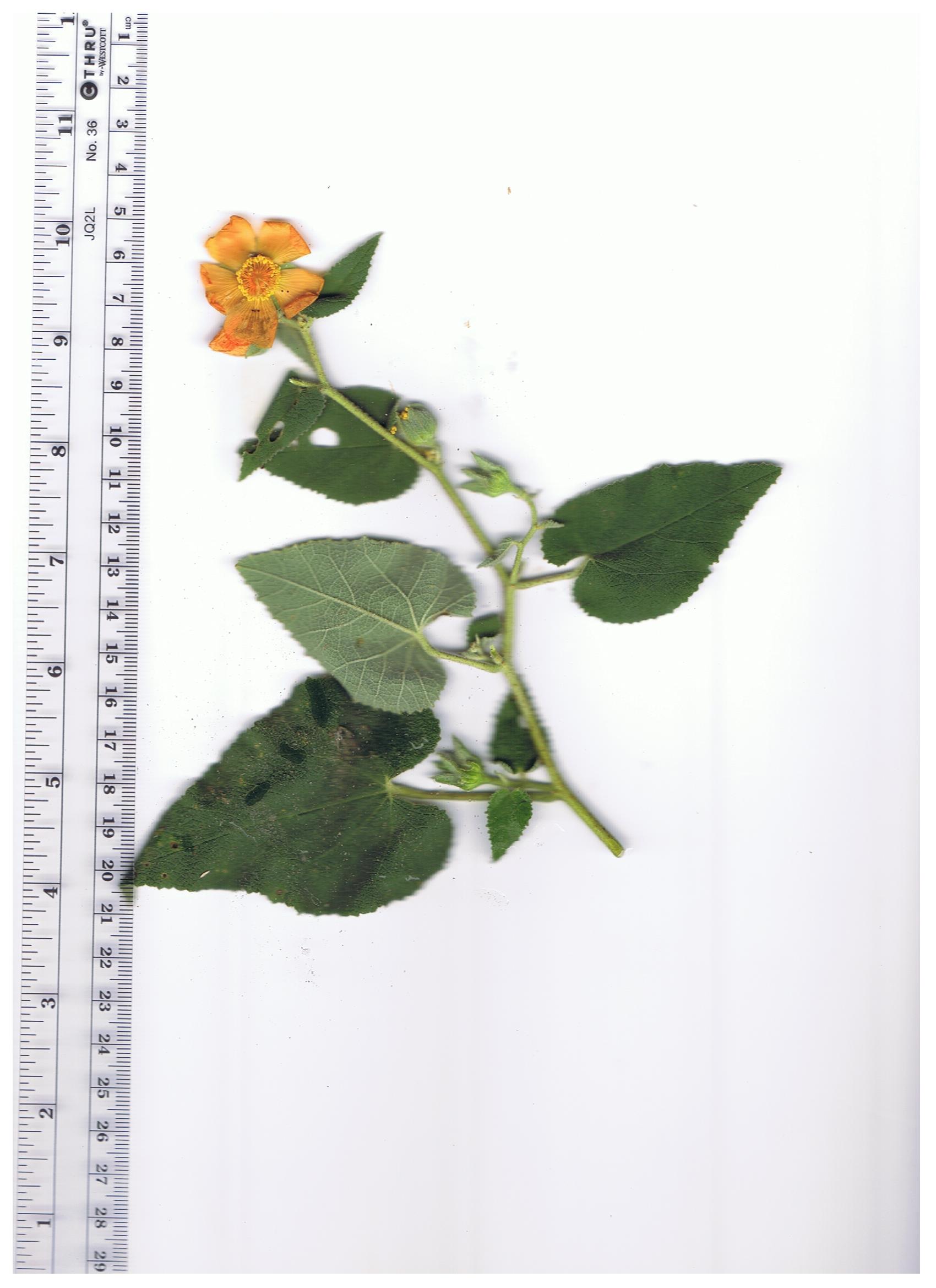Shrubby Indian Mallow – stxflora