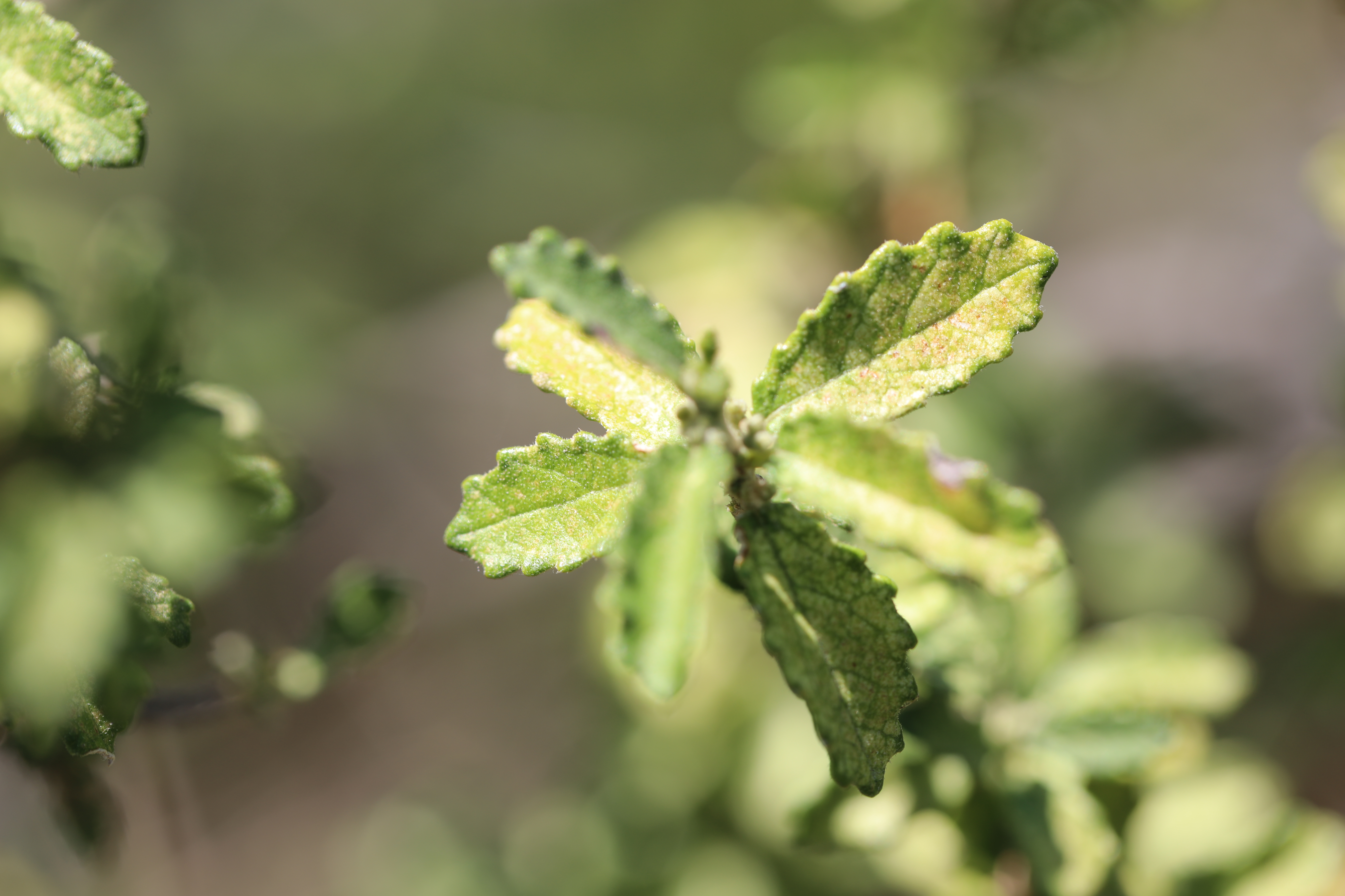 Southwest Bernardia, Desert Myrtle Croton – stxflora