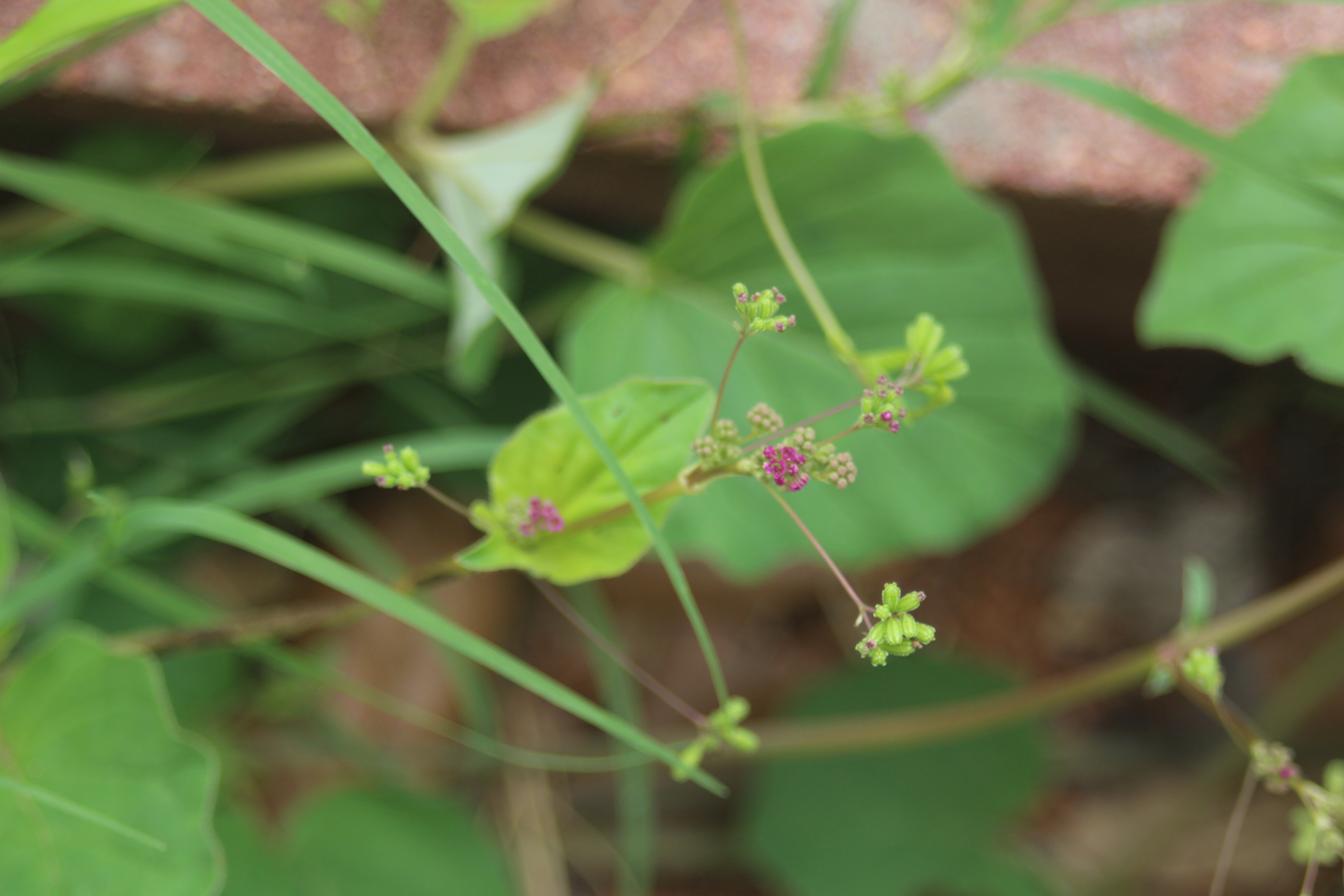 Spiderling – stxflora