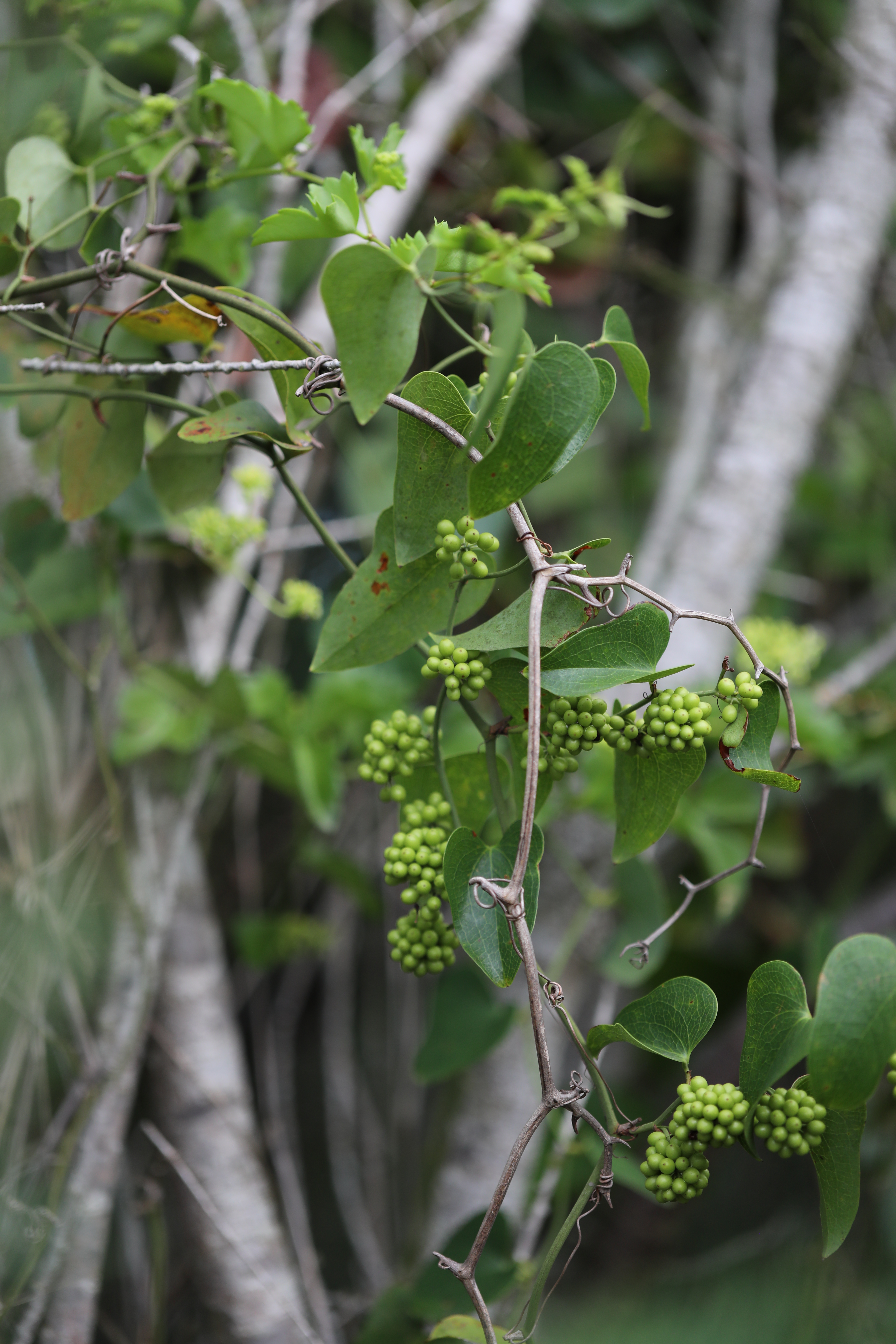 Talayote – stxflora