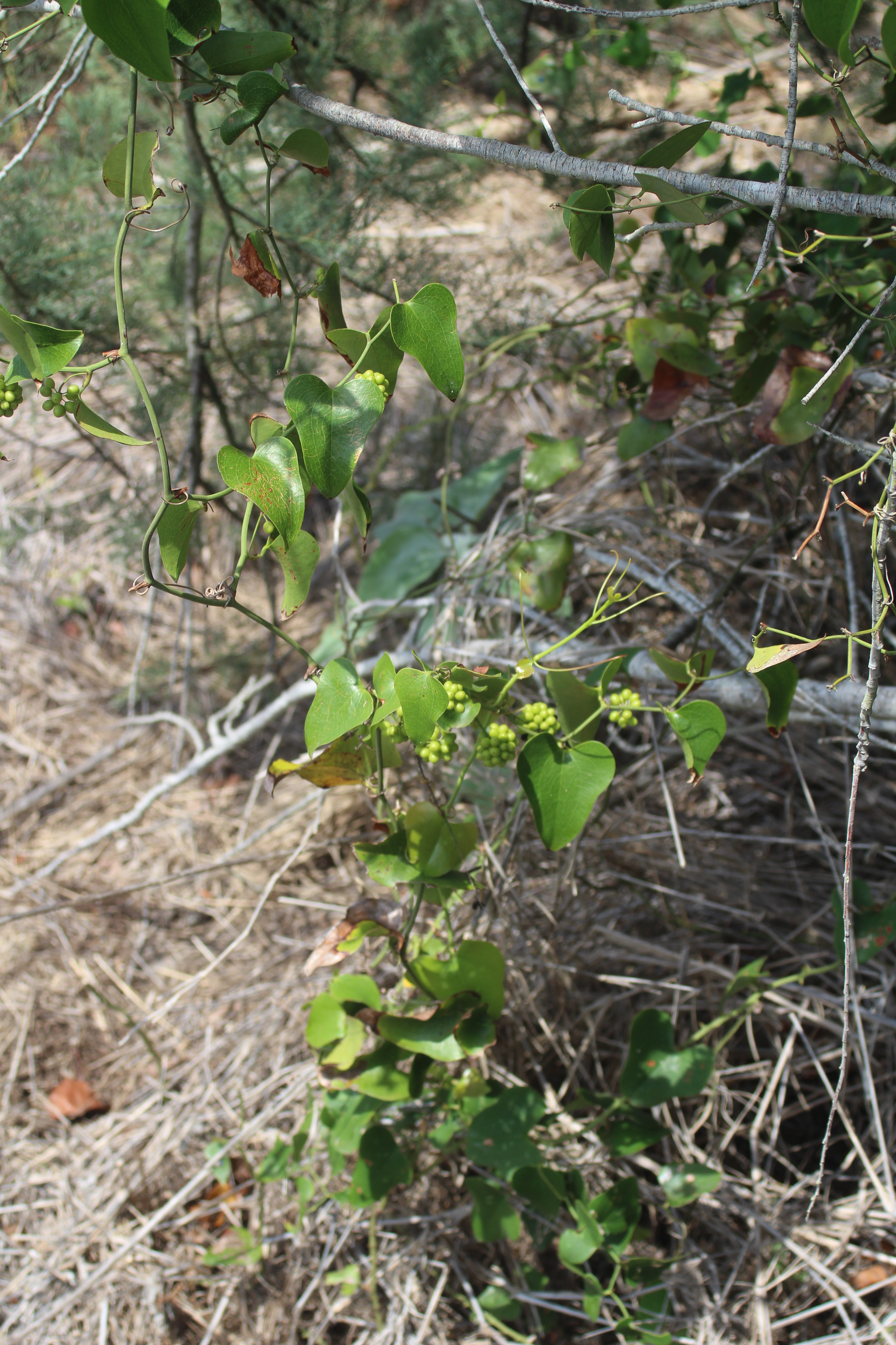 Talayote – stxflora