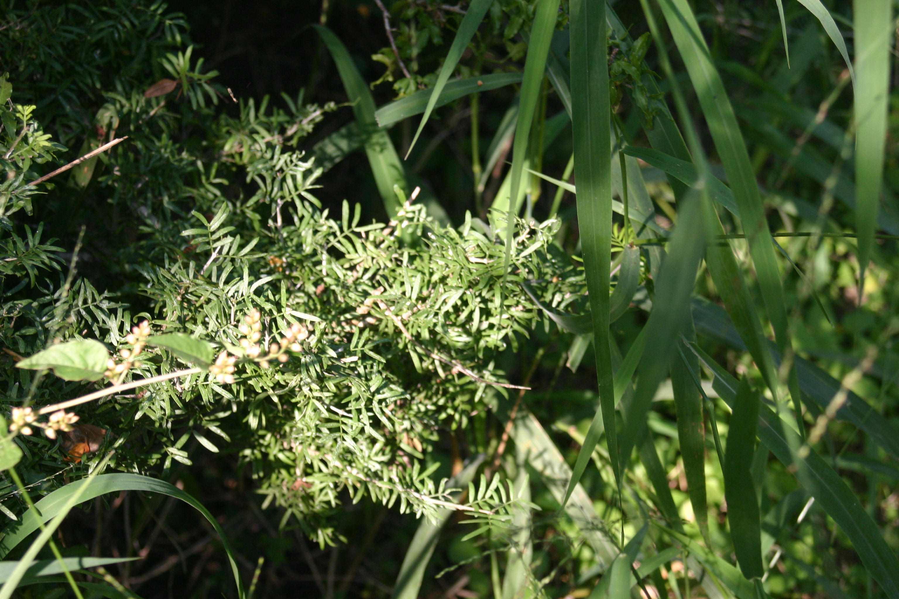 Tanglewood, Narrowleaf Forestiera, Texas Forestiera, Elbow Bush, Desert ...
