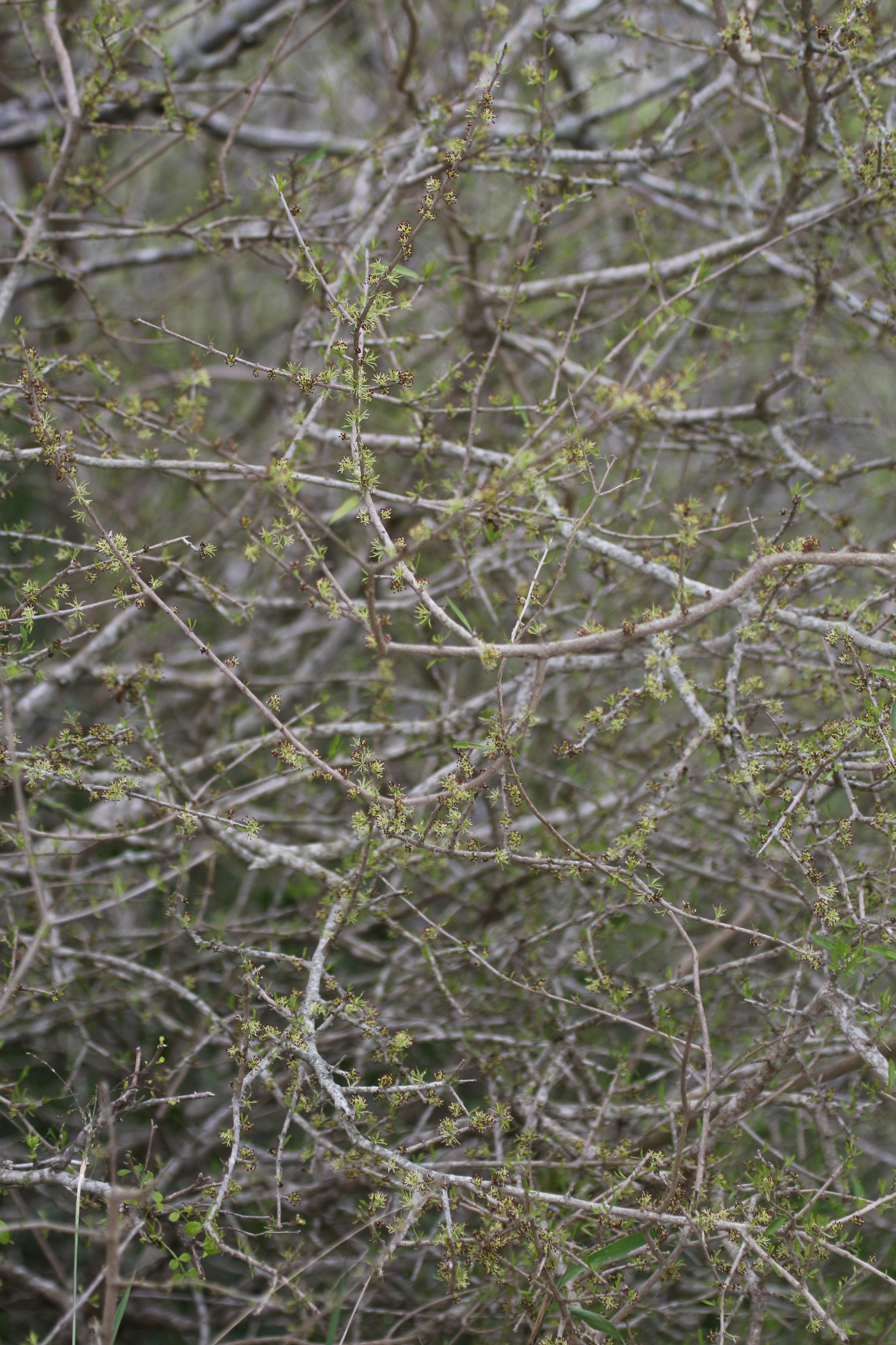 Tanglewood, Narrowleaf Forestiera, Texas Forestiera, Elbow Bush, Desert ...
