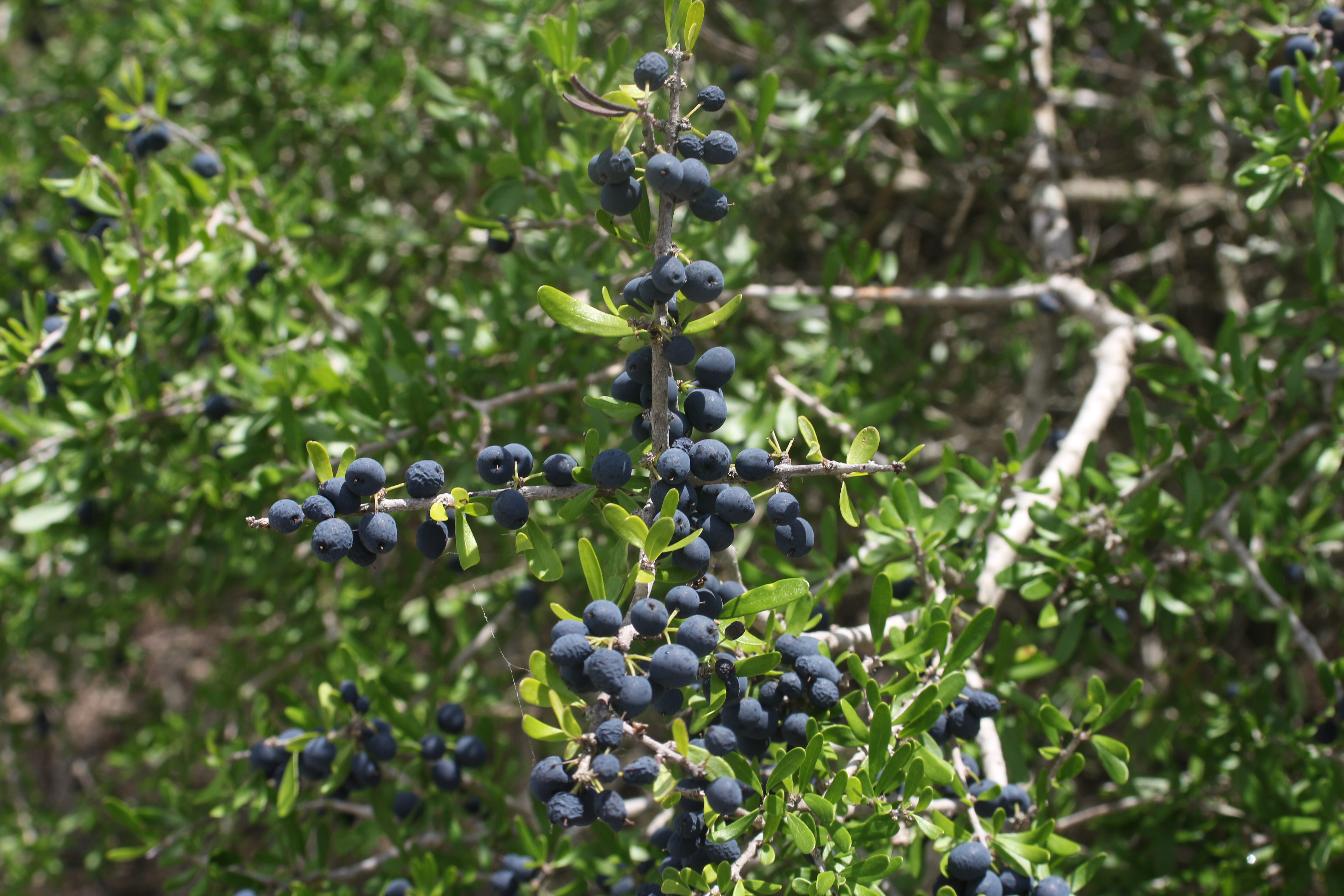 Tanglewood, Narrowleaf Forestiera, Texas Forestiera, Elbow Bush, Desert ...
