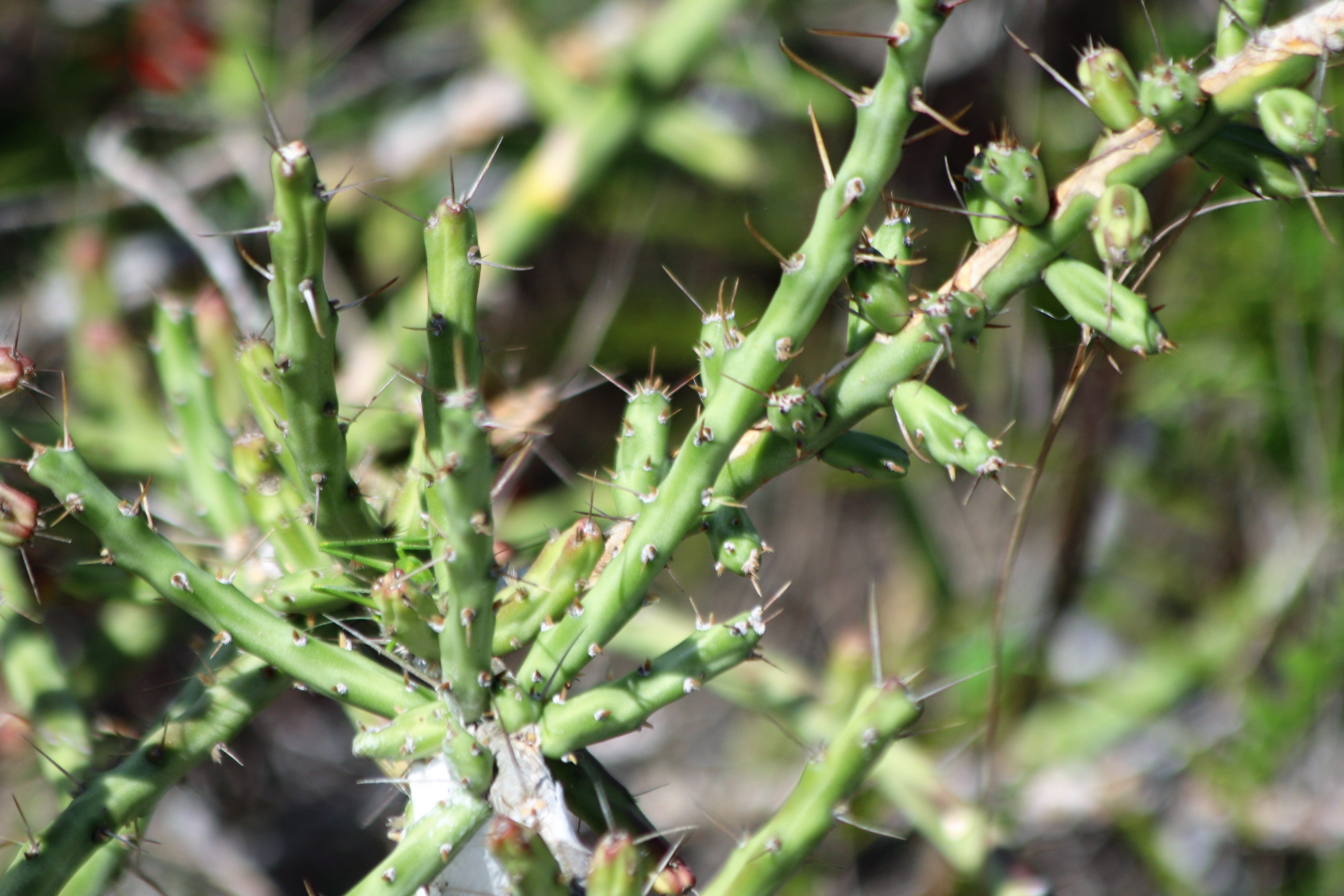 Tasajillo; Jumping Cactus; Christmas Cactus, Turkey Pear – stxflora