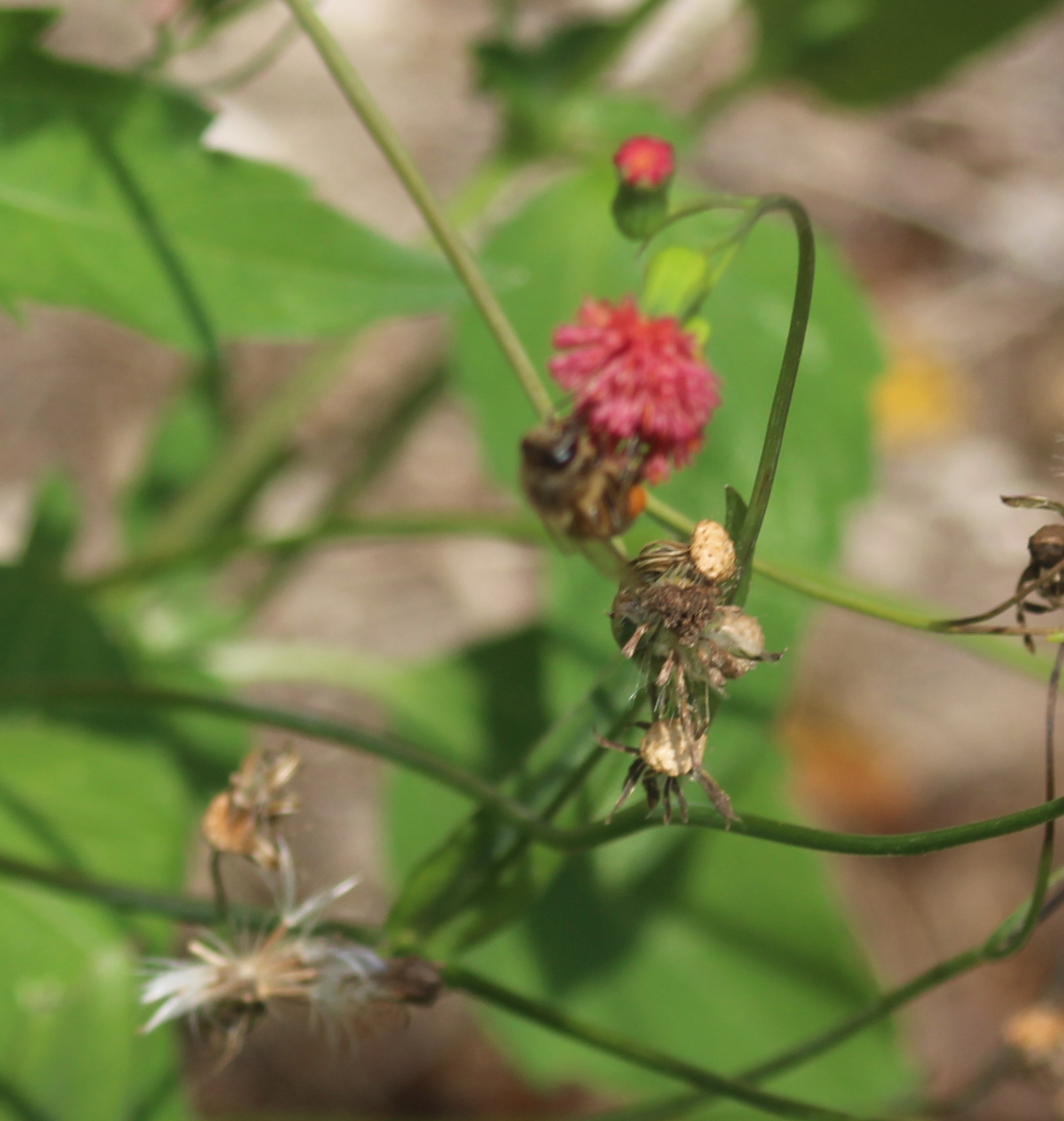 Tasselflower – stxflora