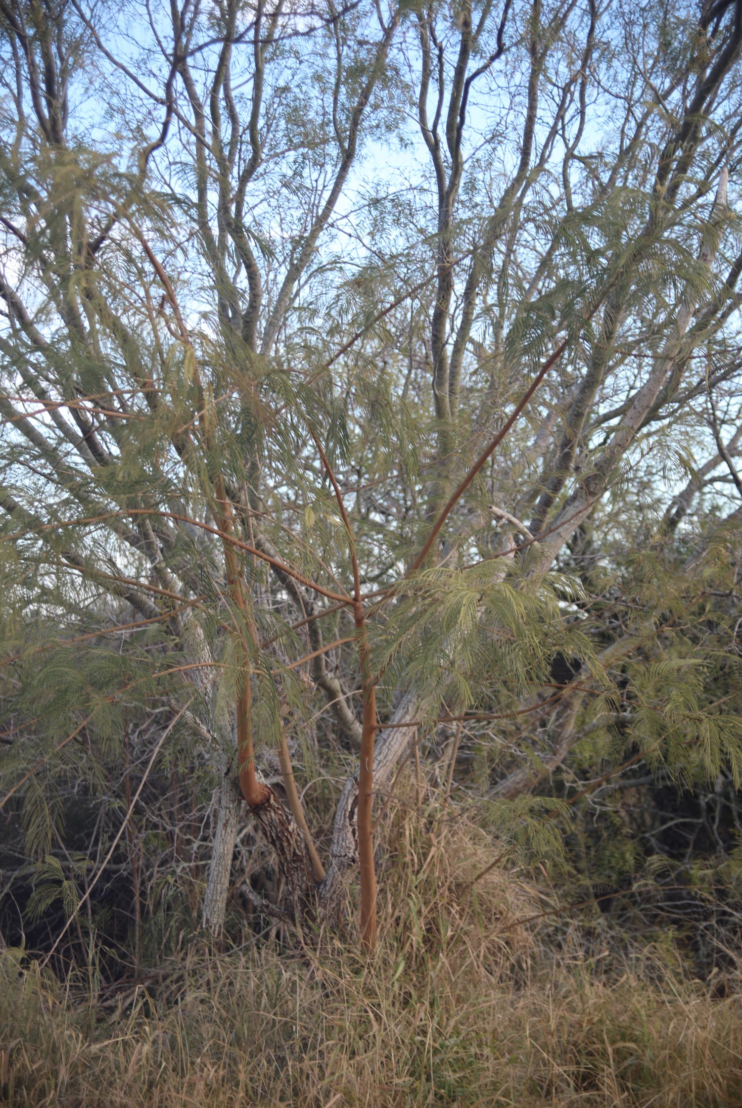 Tepeguaje – stxflora