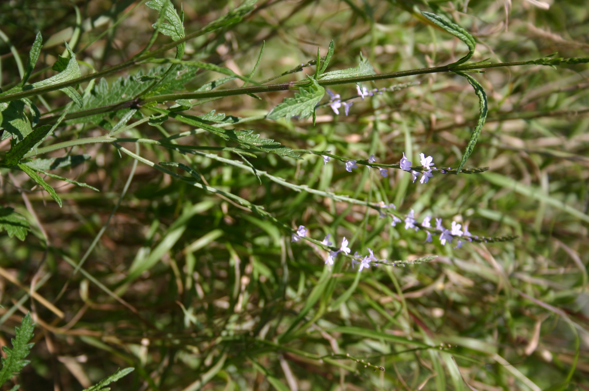 Toadflax, Texas Toad Flax – stxflora