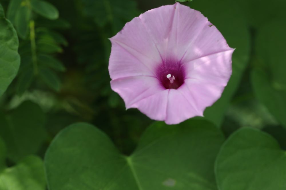 Tie Vine – stxflora