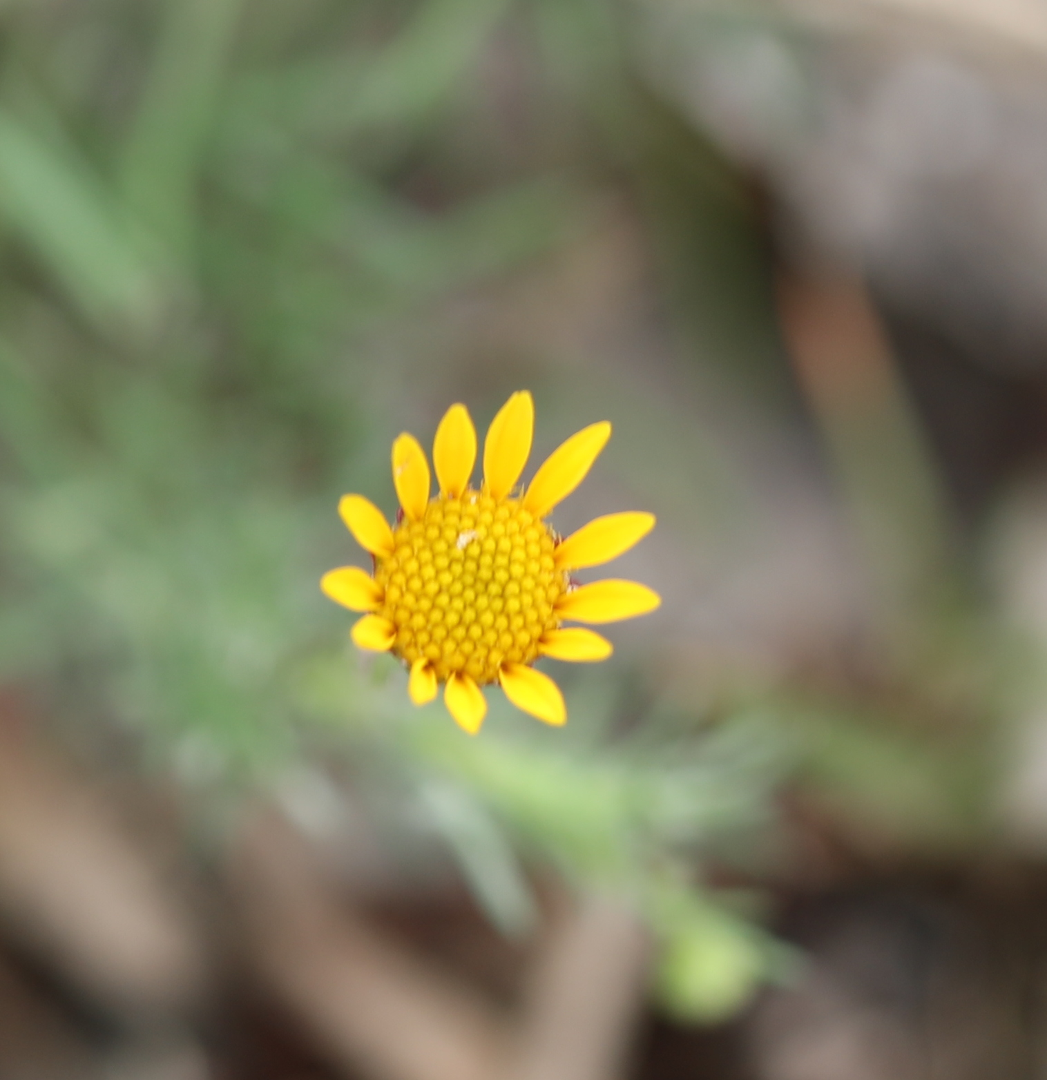 Tiny Tim, Dogweed – stxflora