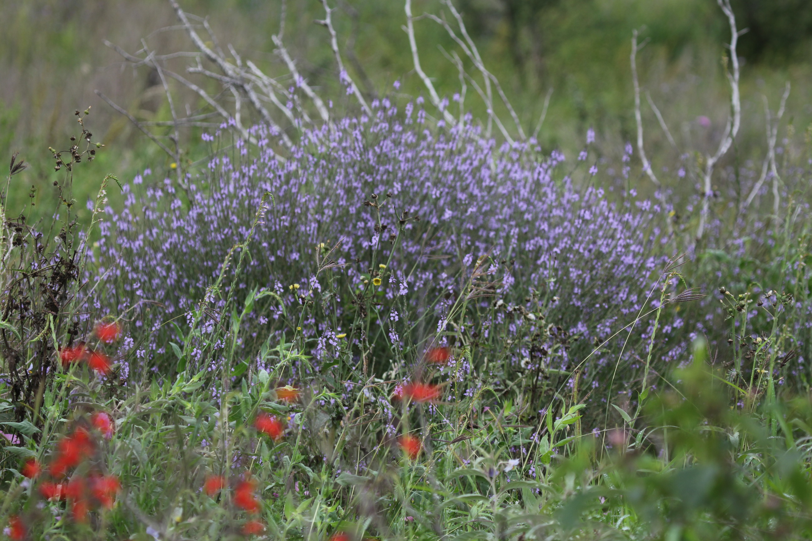 Toadflax, Texas Toad Flax – stxflora