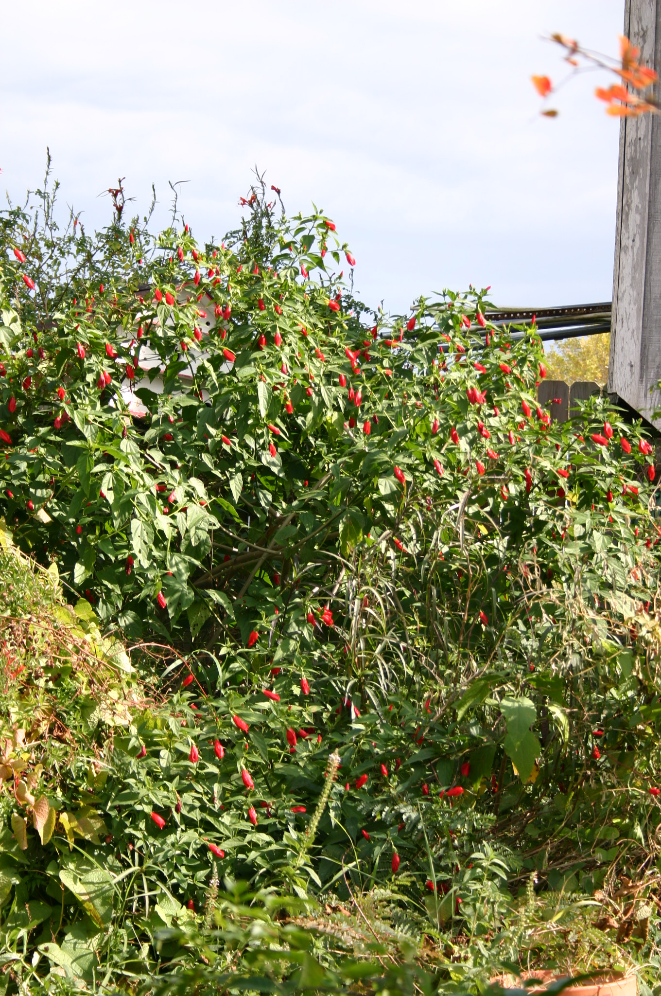 Turk’s Cap, Texas Mallow – stxflora