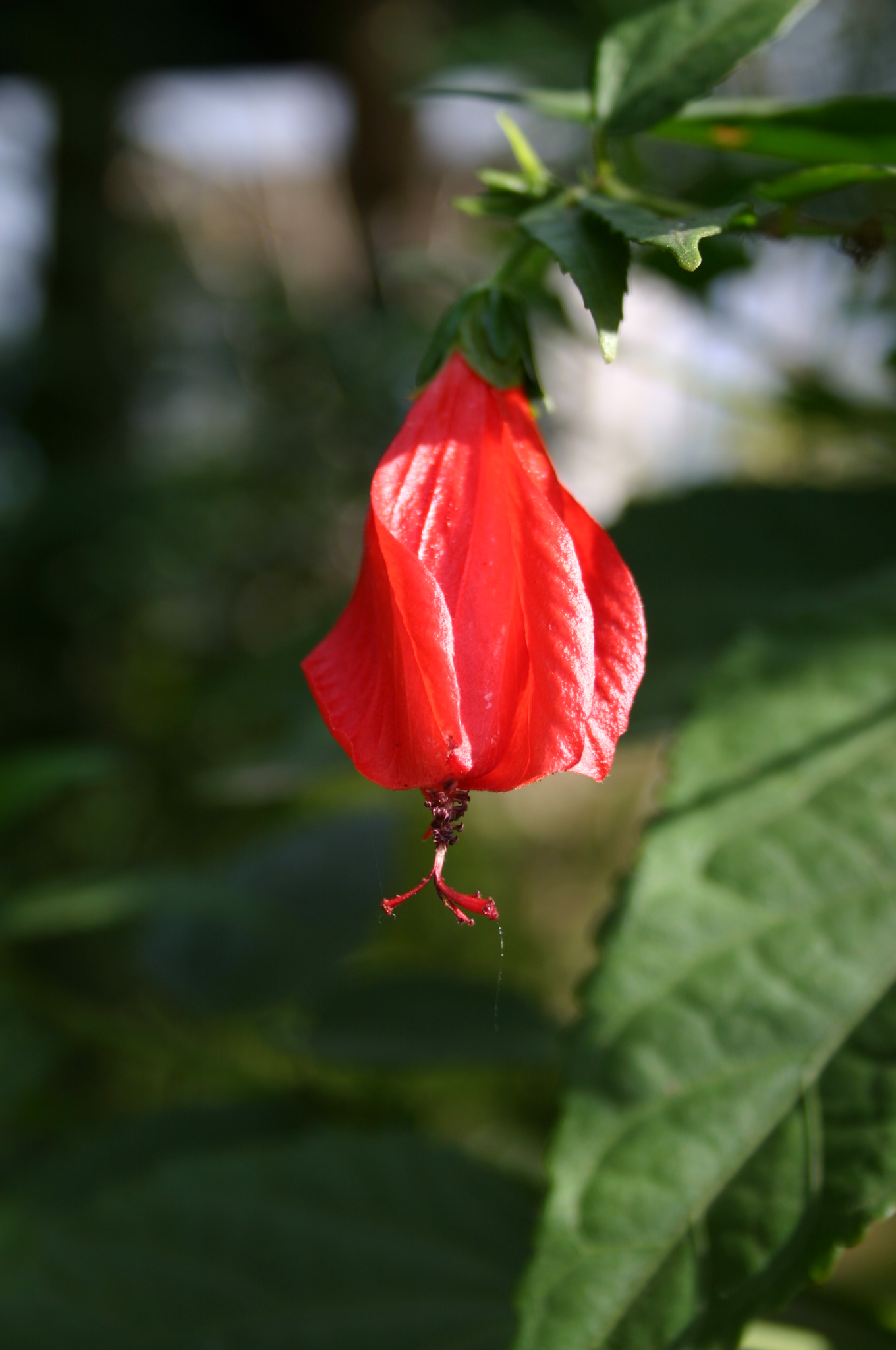 Turk’s Cap, Texas Mallow – stxflora