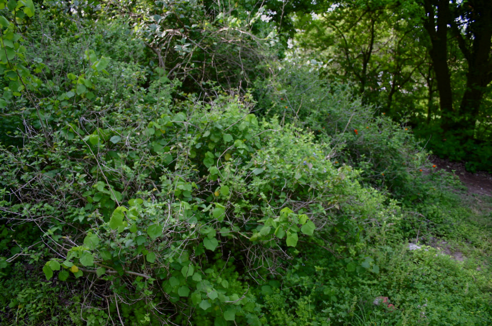 Turk’s Cap, Texas Mallow – stxflora