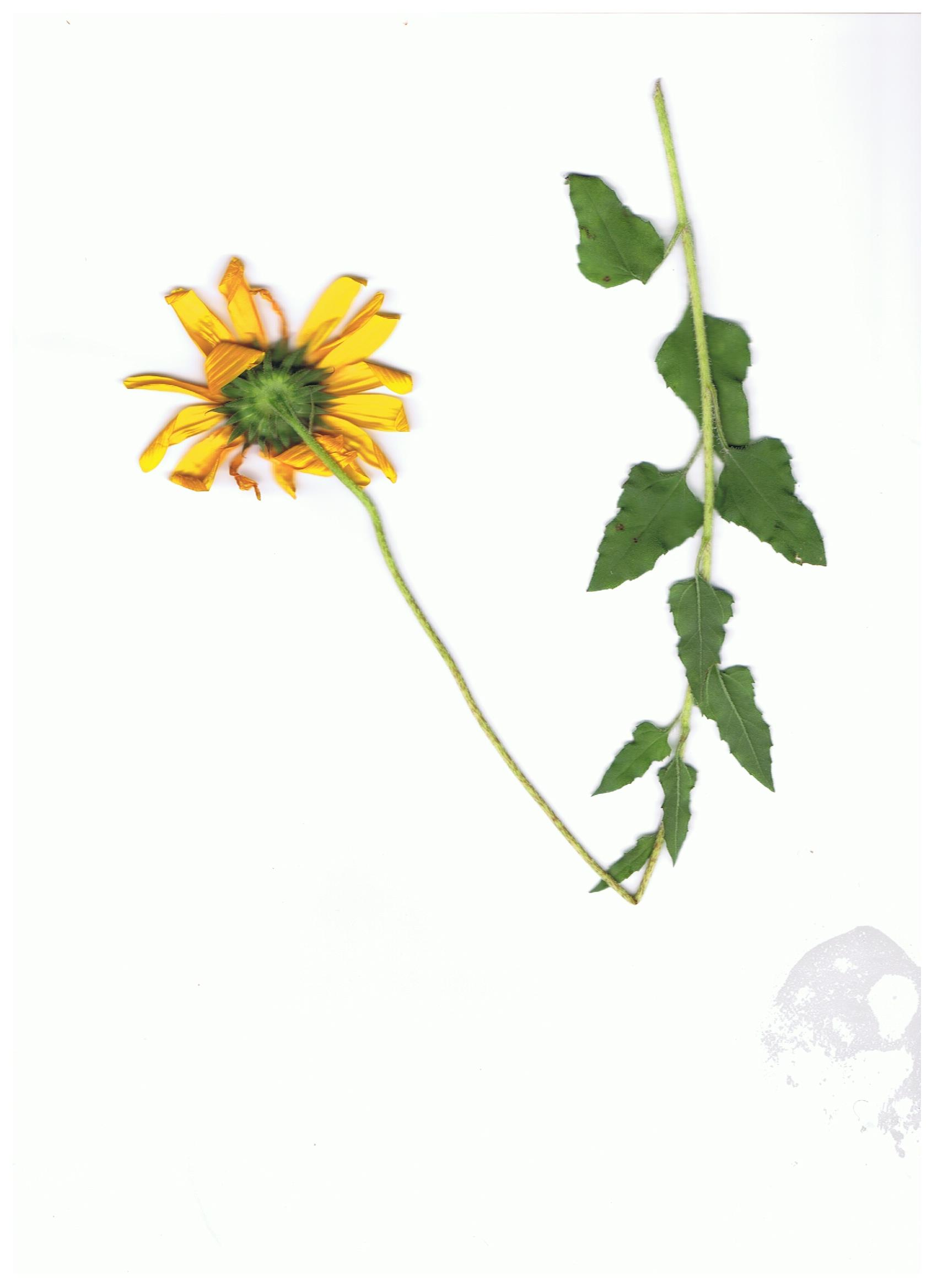 Sunflower, Mirasol – stxflora